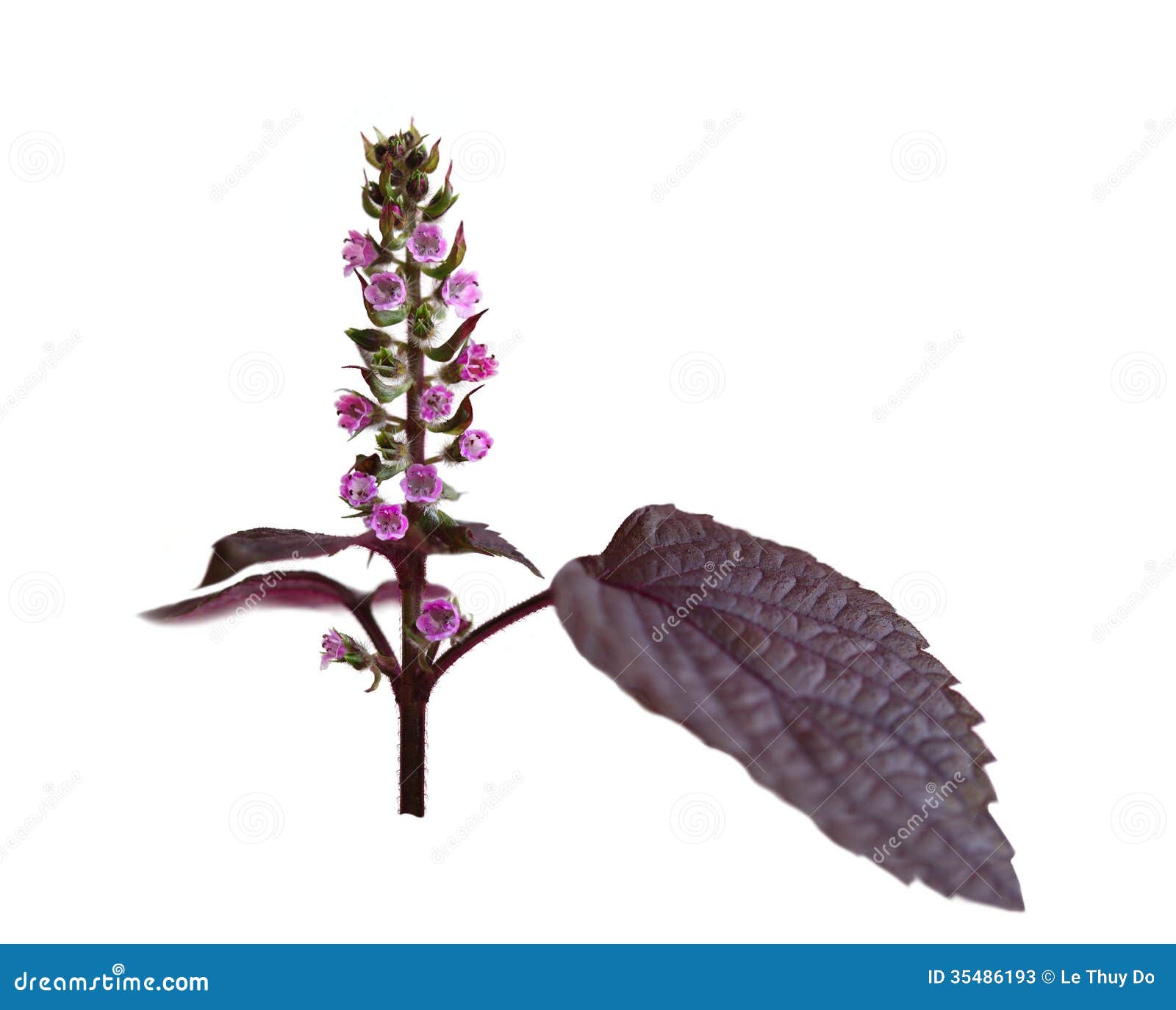 Perilla frutescens mint stock image. Image of purple - 35486193