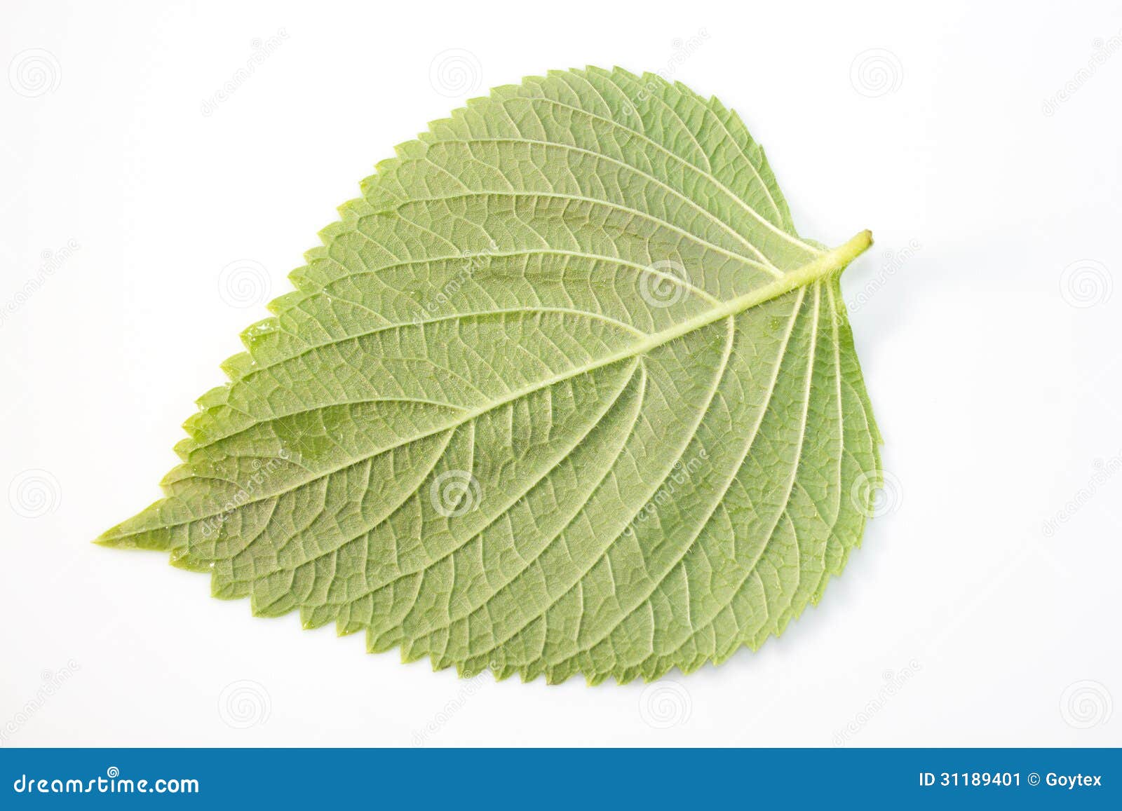 Perilla Leaf stock image. Image of fresh, health, perilla - 31189401