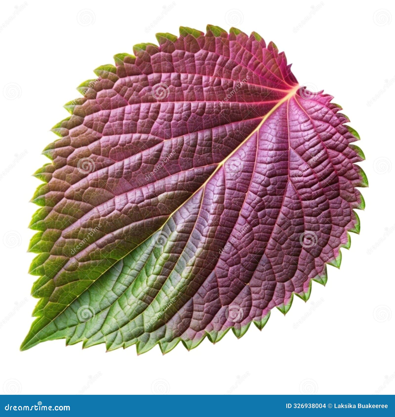 Perilla Leaf Isolated on White Background. Stock Photo - Illustration ...