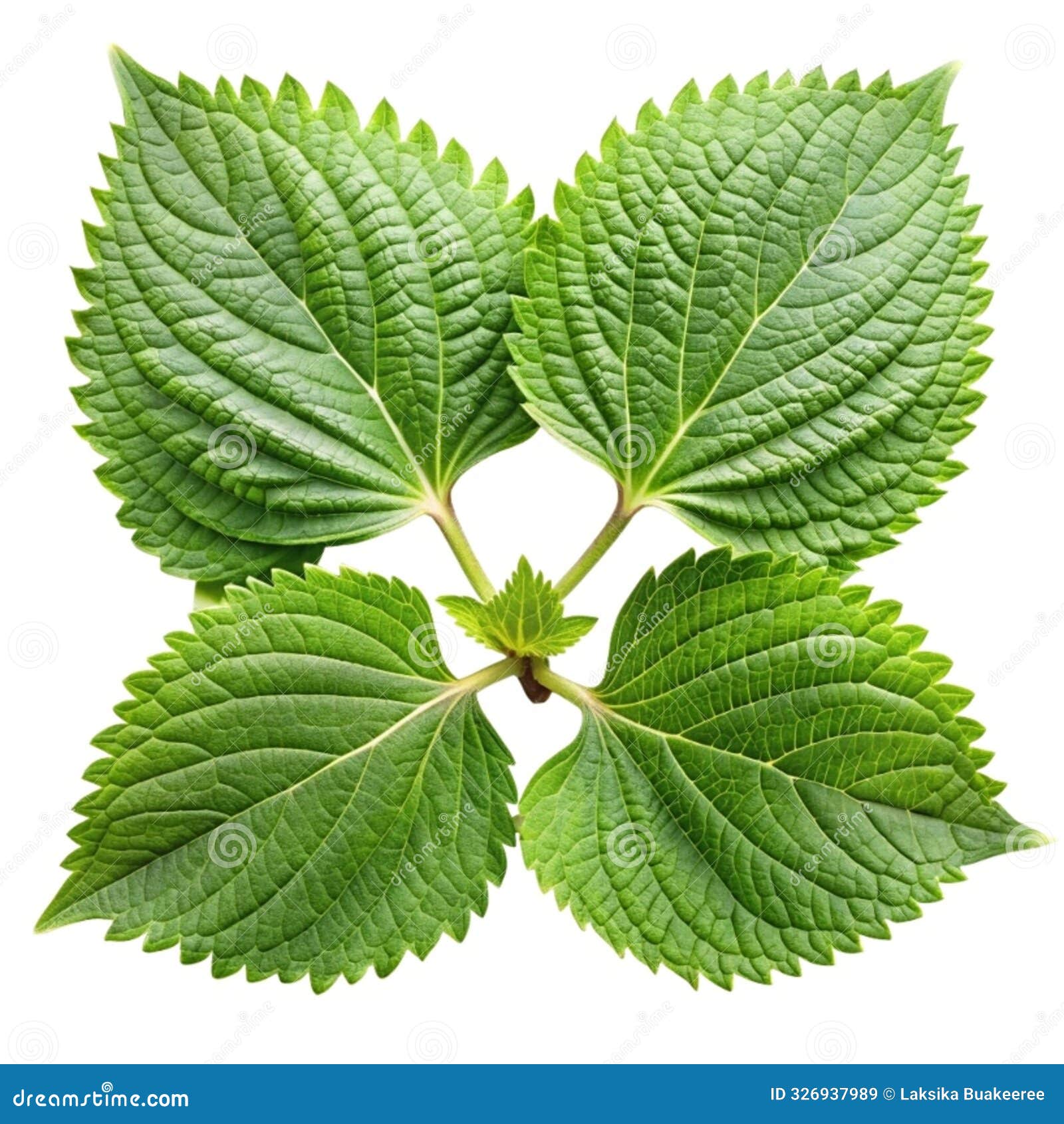 Perilla Leaf Isolated on White Background. Stock Image - Illustration ...