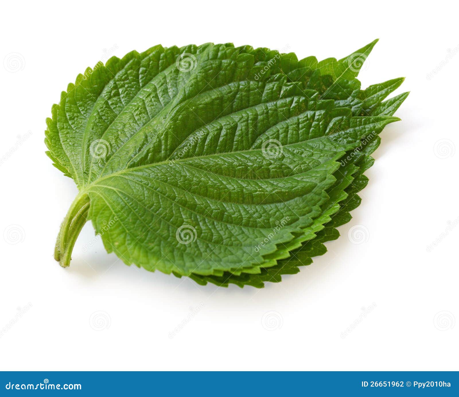 Perilla Leaves Pickled In Soy Sauce, Korean Food Stock Photography ...