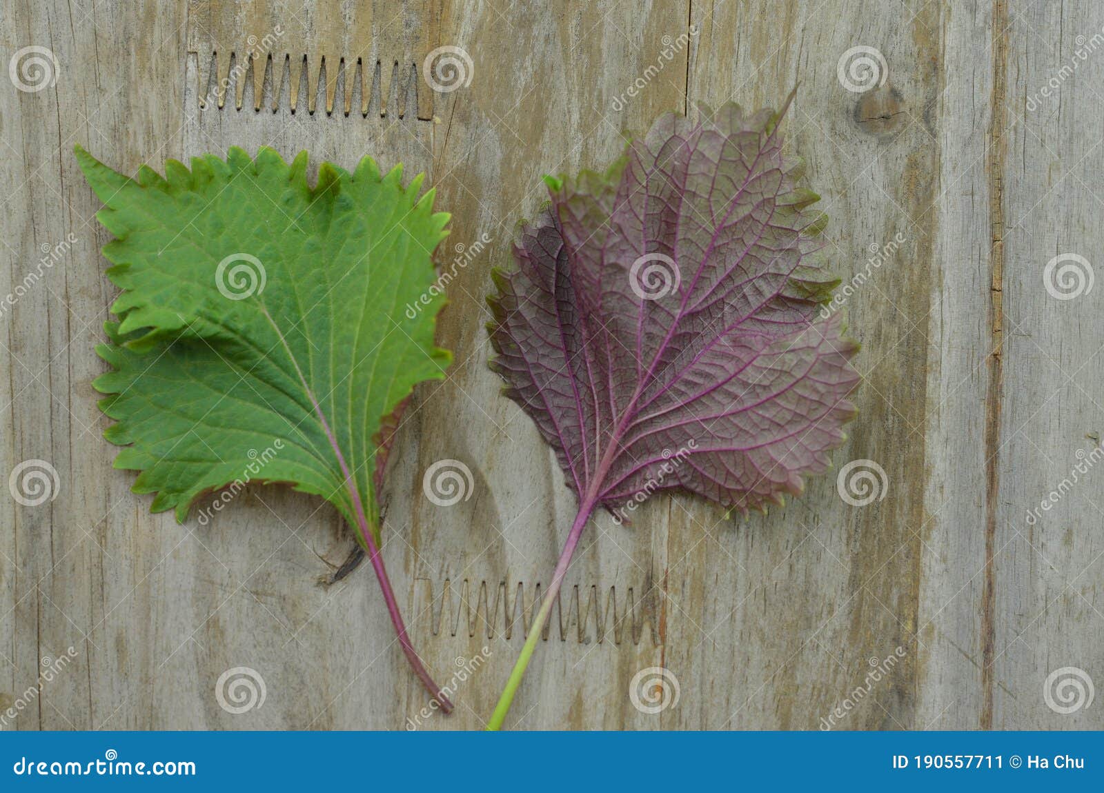 Perilla Leaves, a Vegatable Healthy Herb Stock Image - Image of purple ...