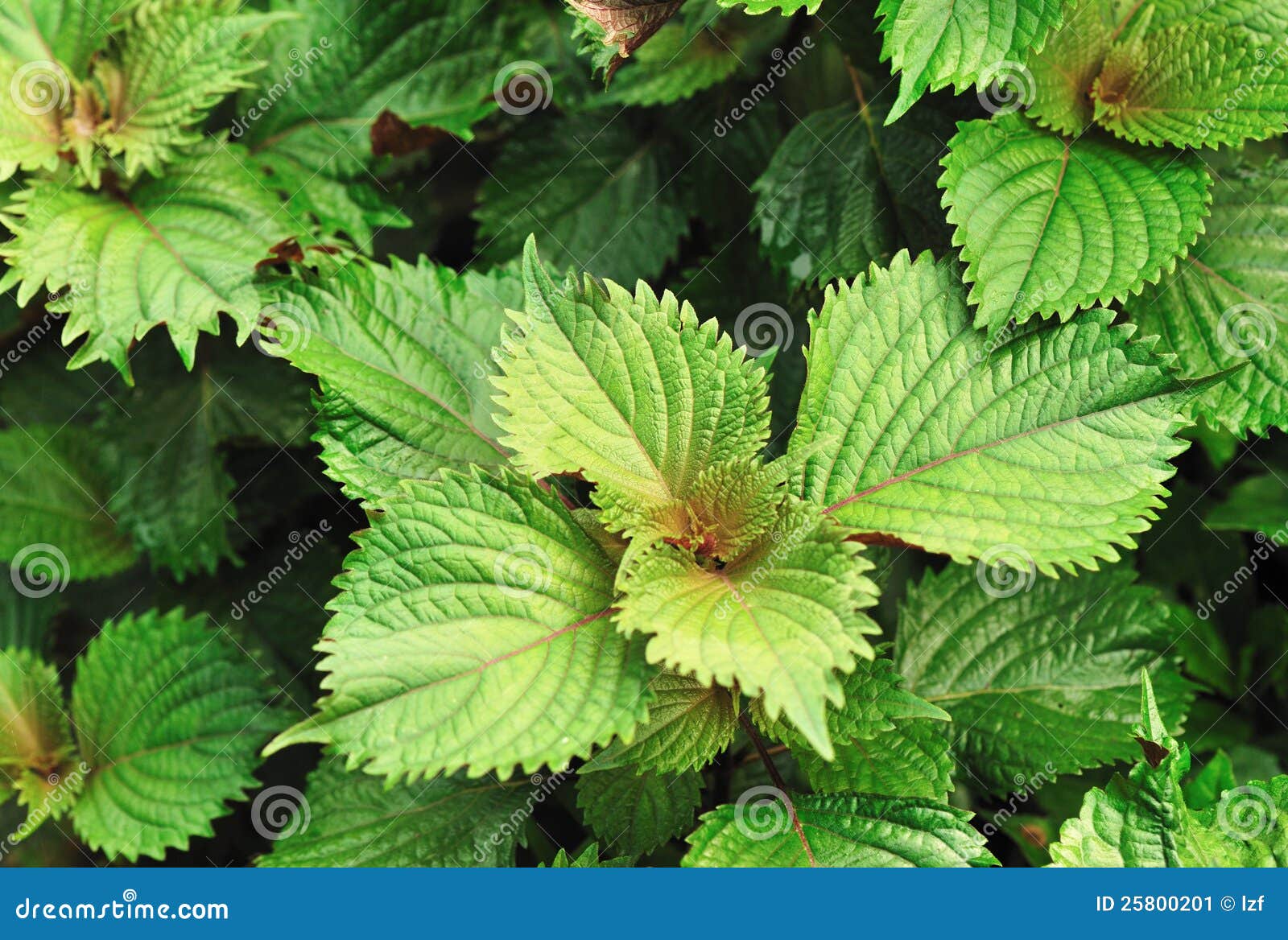 Perilla plants stock image. Image of health, growing - 25800201