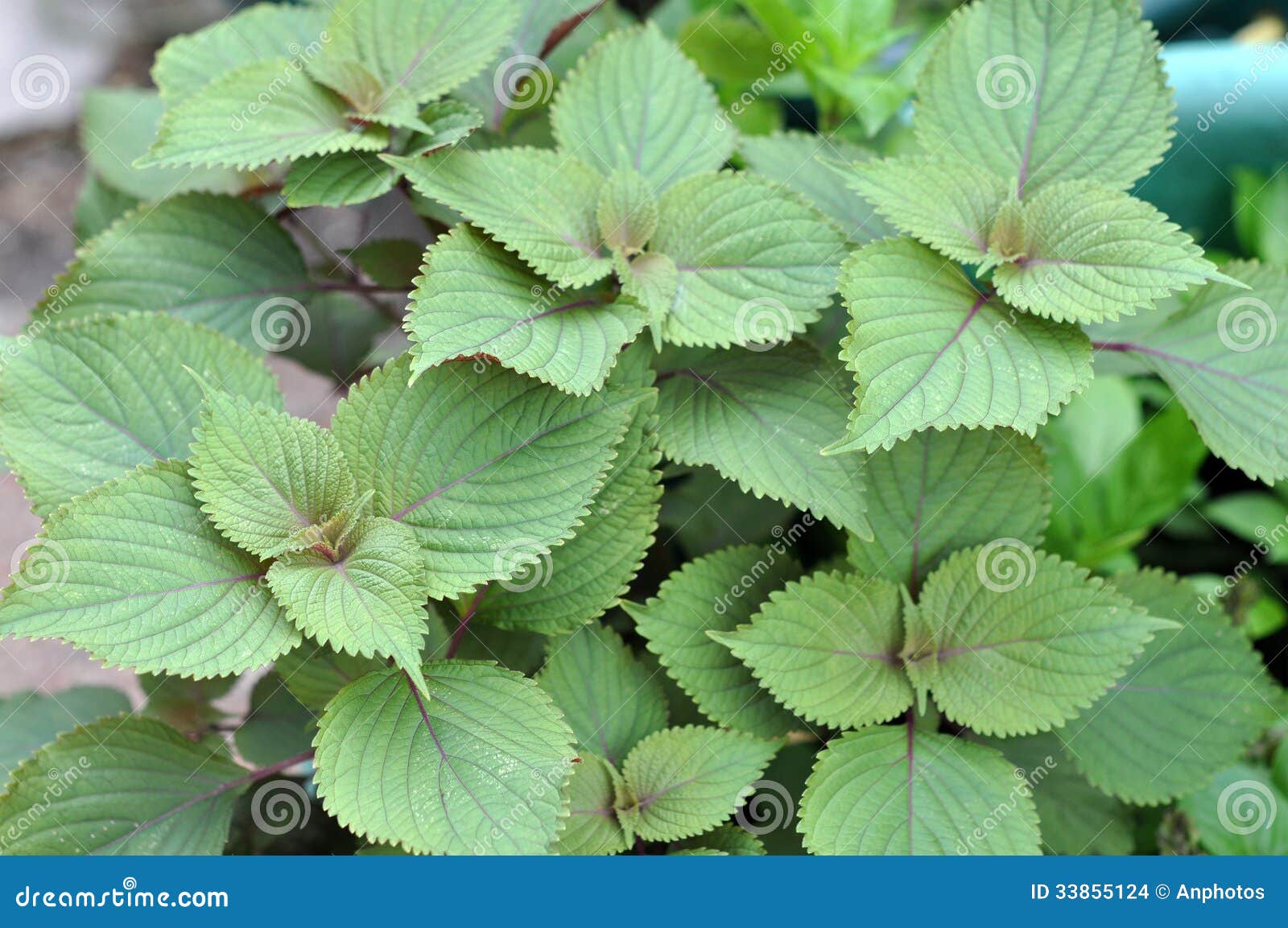 Perilla trees stock photo. Image of healthy, diet, closeup - 33855124