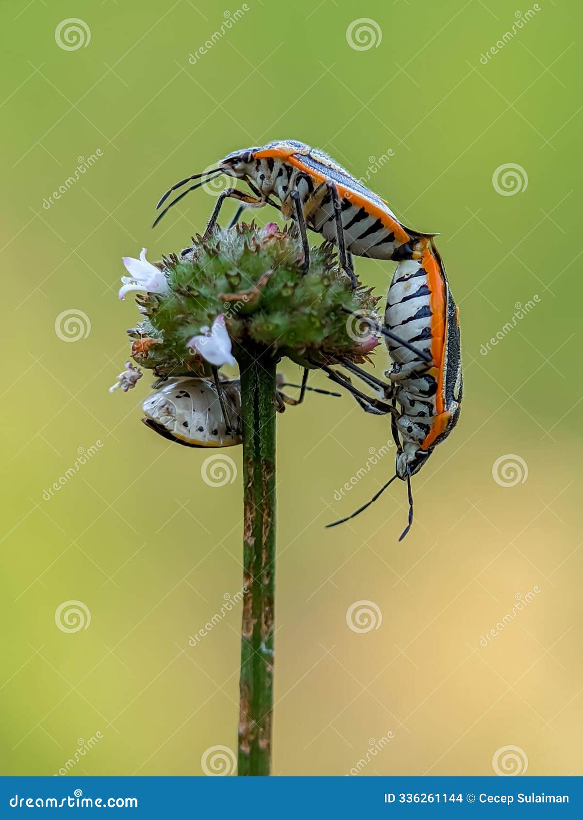 Perillus is a Genus of Stink Bugs Stock Photo - Image of pentatomidae ...