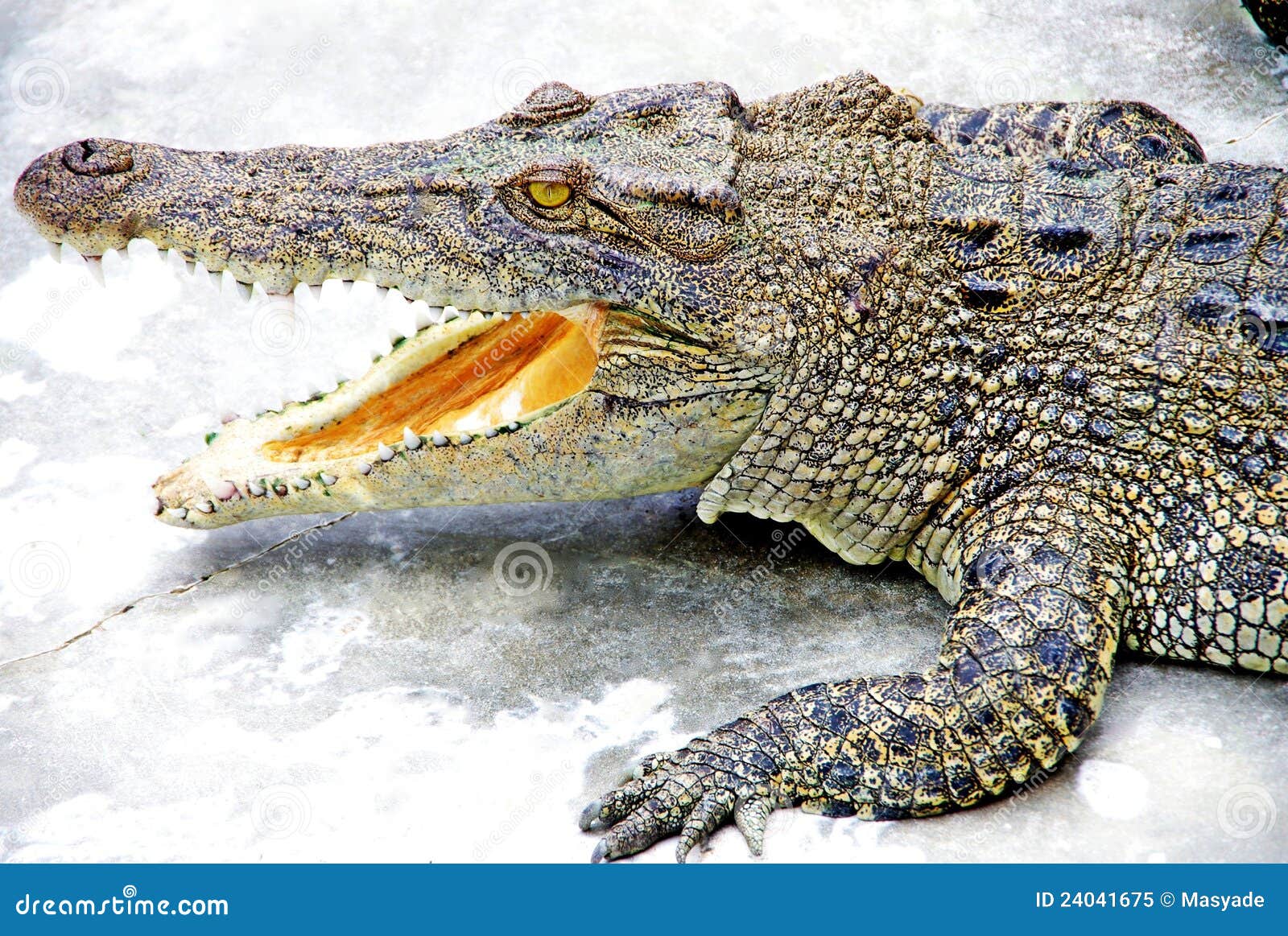 Perilous Head stock image. Image of attention, contrivance - 24041675