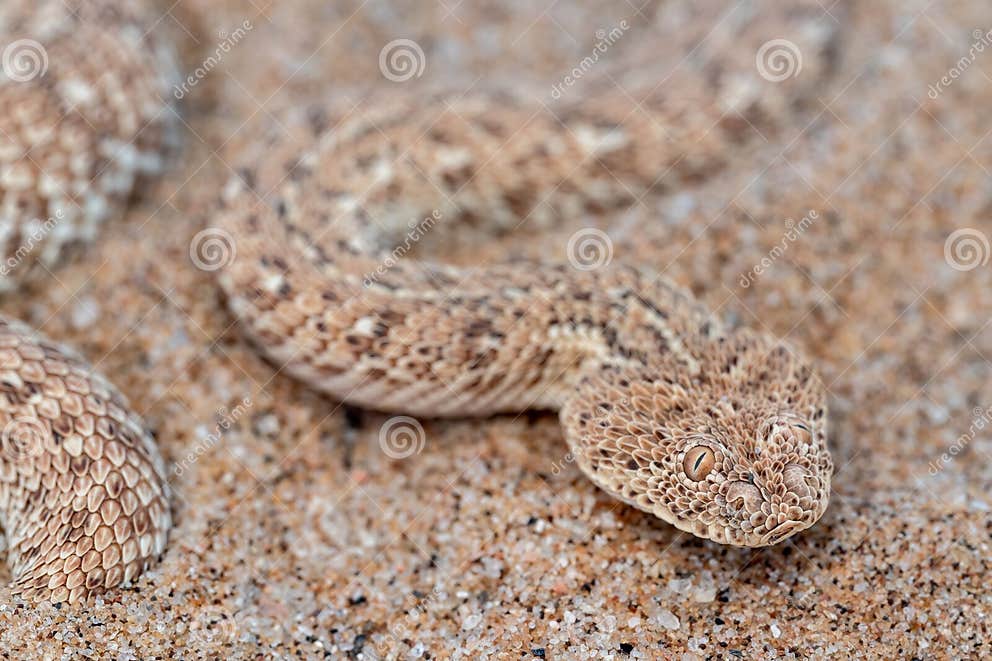 Peringuey S Adder Snake Perched on the Sandy Ground. Stock Image ...