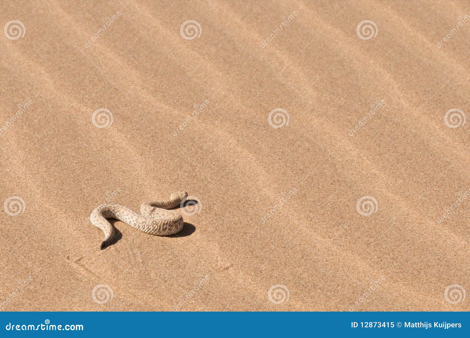 Peringuey s sand Adder stock image. Image of sandadder - 12873415