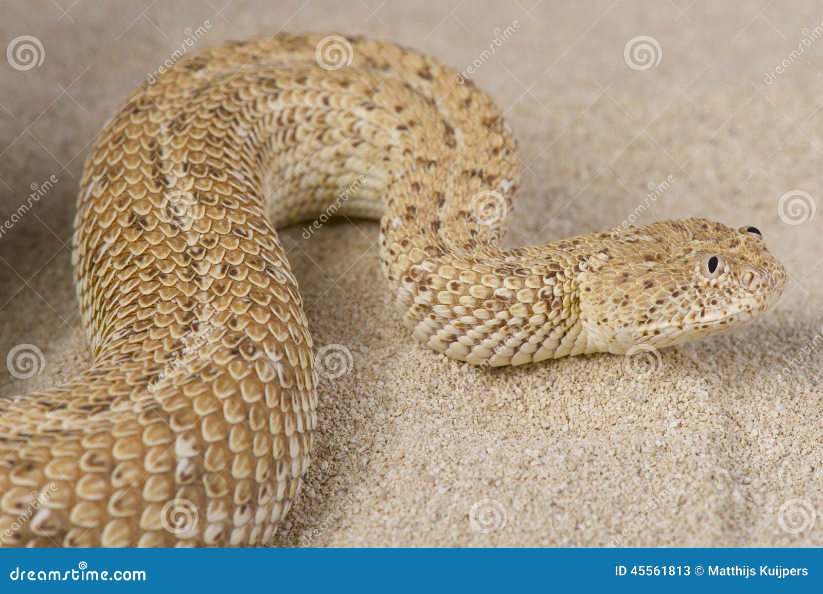 Peringueys Dvärg- Huggorm/Bitisperingueyi Fotografering för Bildbyråer ...