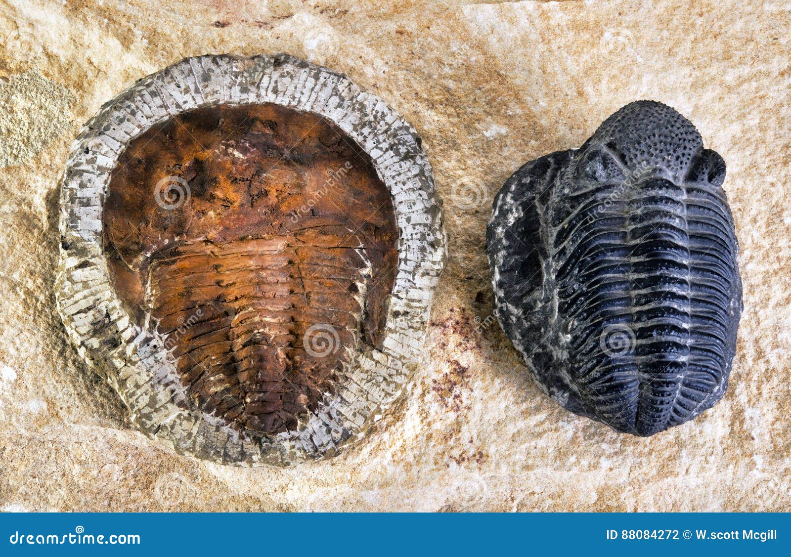 Periode Uit Het Cambrium Trilobites Stock Foto - Image of dier ...