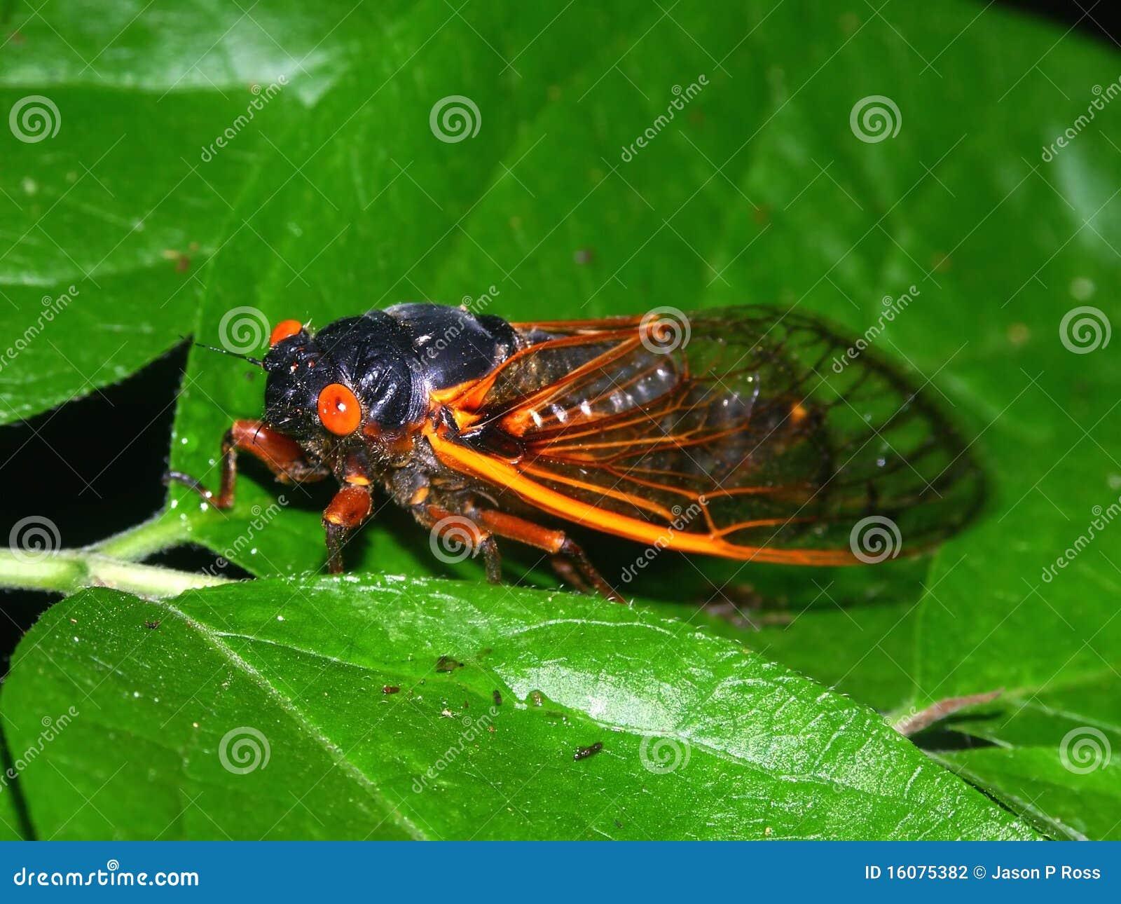 Periodical Cicada (Magicicada Septendecim) Stock Photo - Image of ...