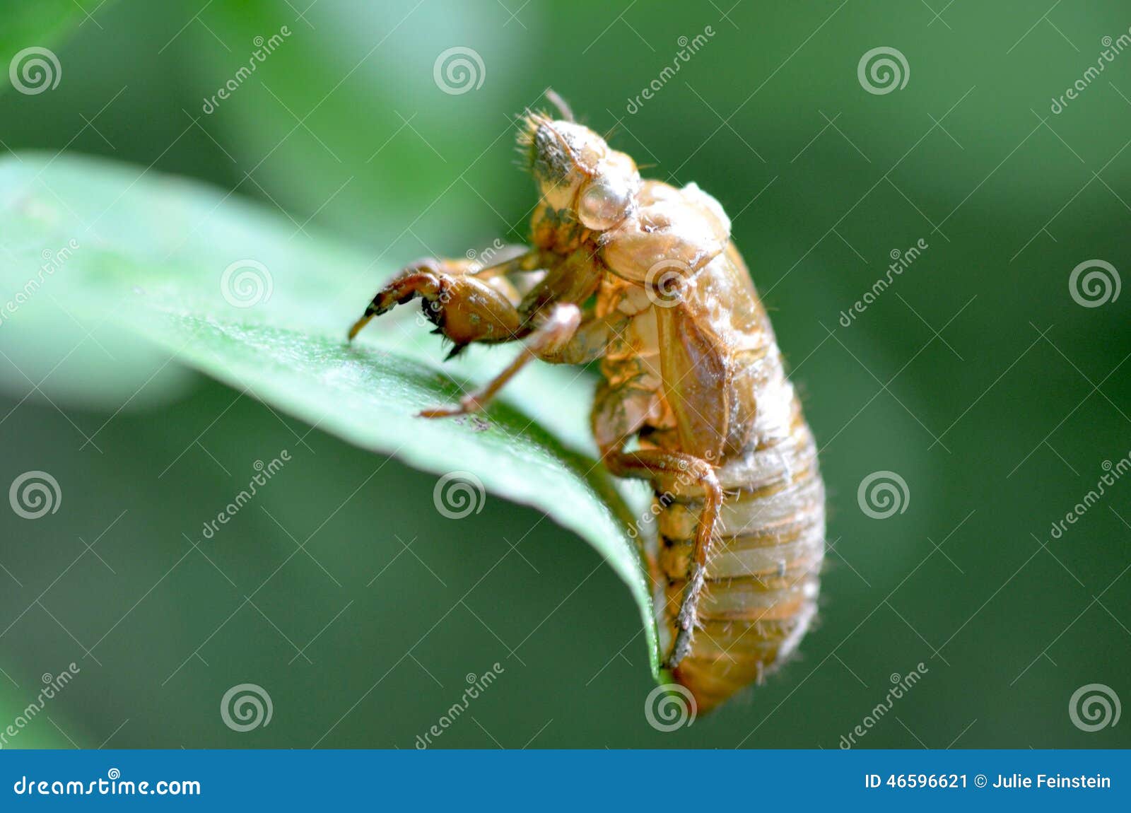 Periodical Cicada Skin stock image. Image of insect, reborn - 46596621