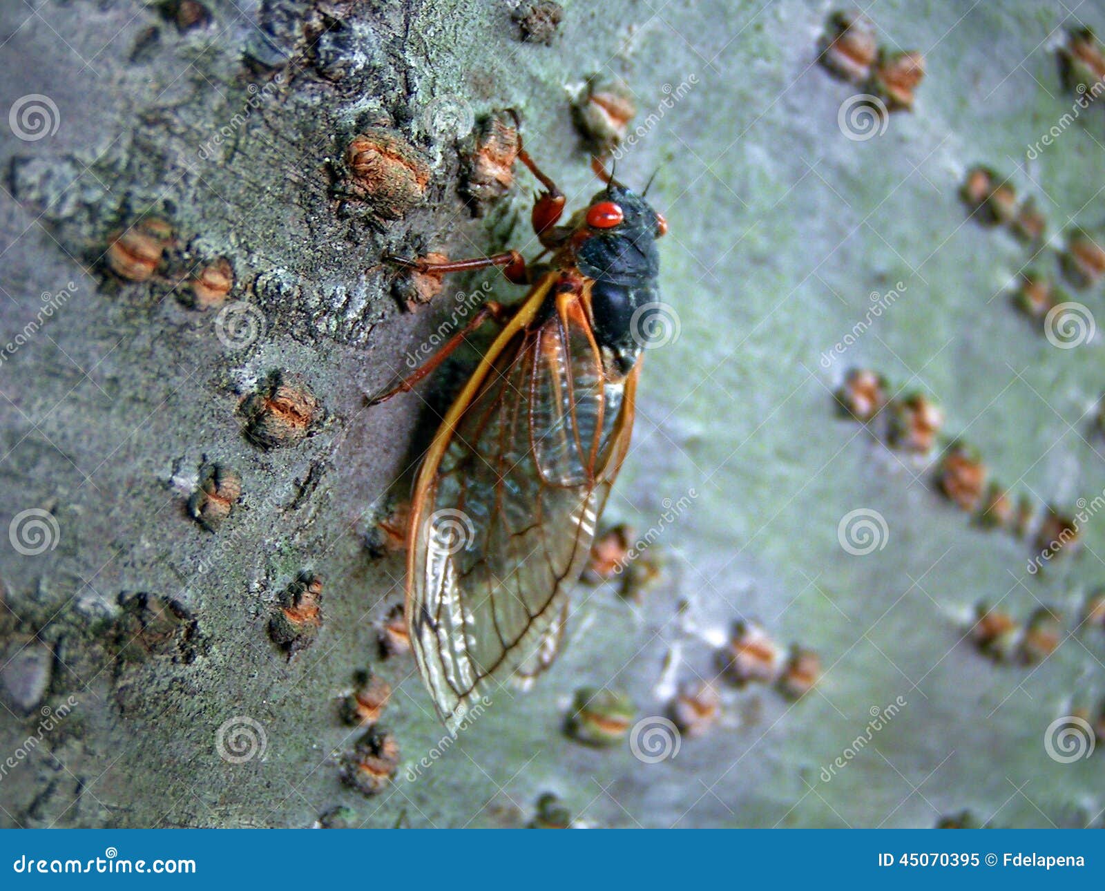 Periodieke Cicade stock afbeelding. Image of jaren, daarna - 45070395