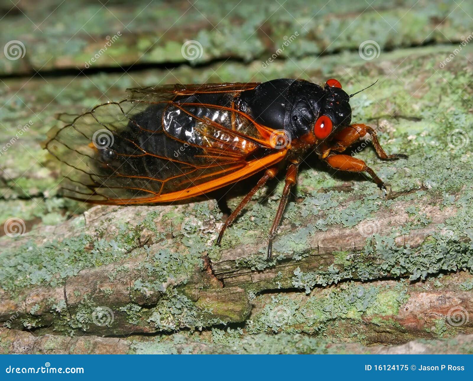 Periodieke Cicade (Magicicada Septendecim) Stock Afbeelding - Image of ...