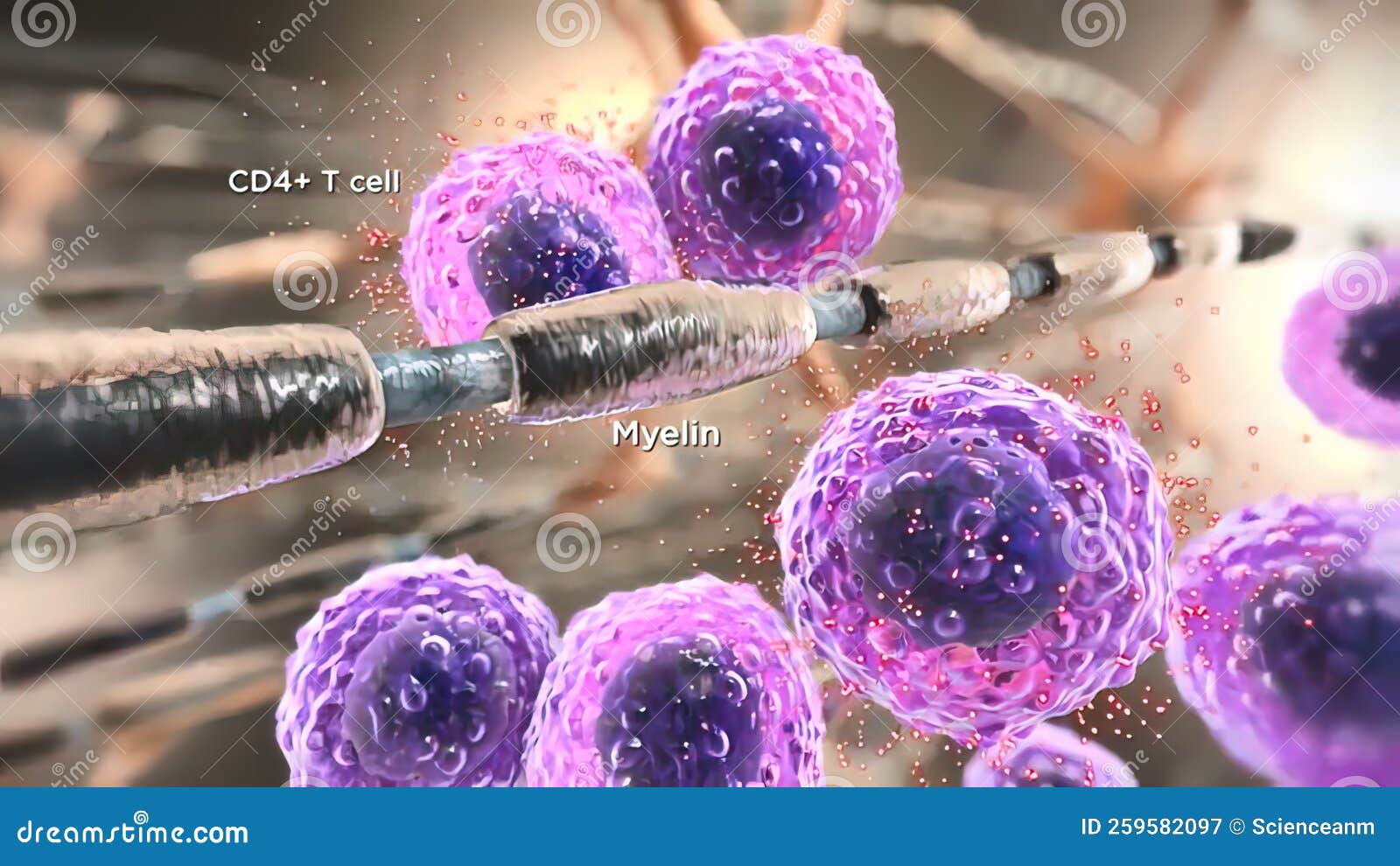 Peripheral Lymphoid Immune System Stock Illustration - Illustration of ...