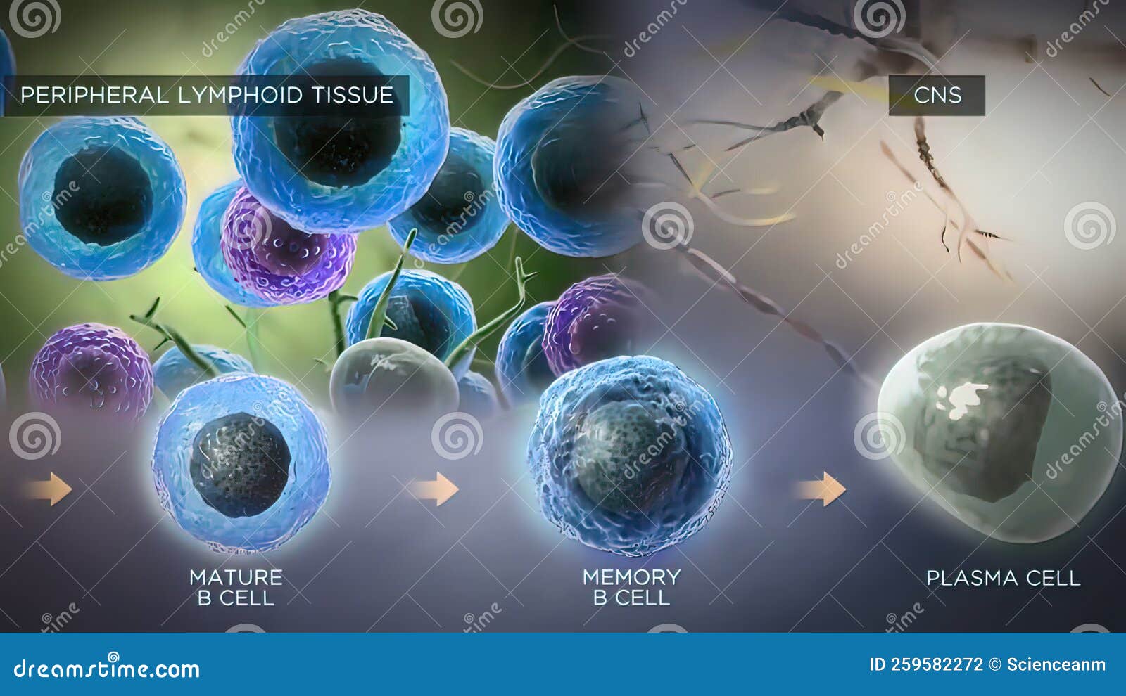 Peripheral Lymphoid Immune System Stock Illustration - Illustration of ...