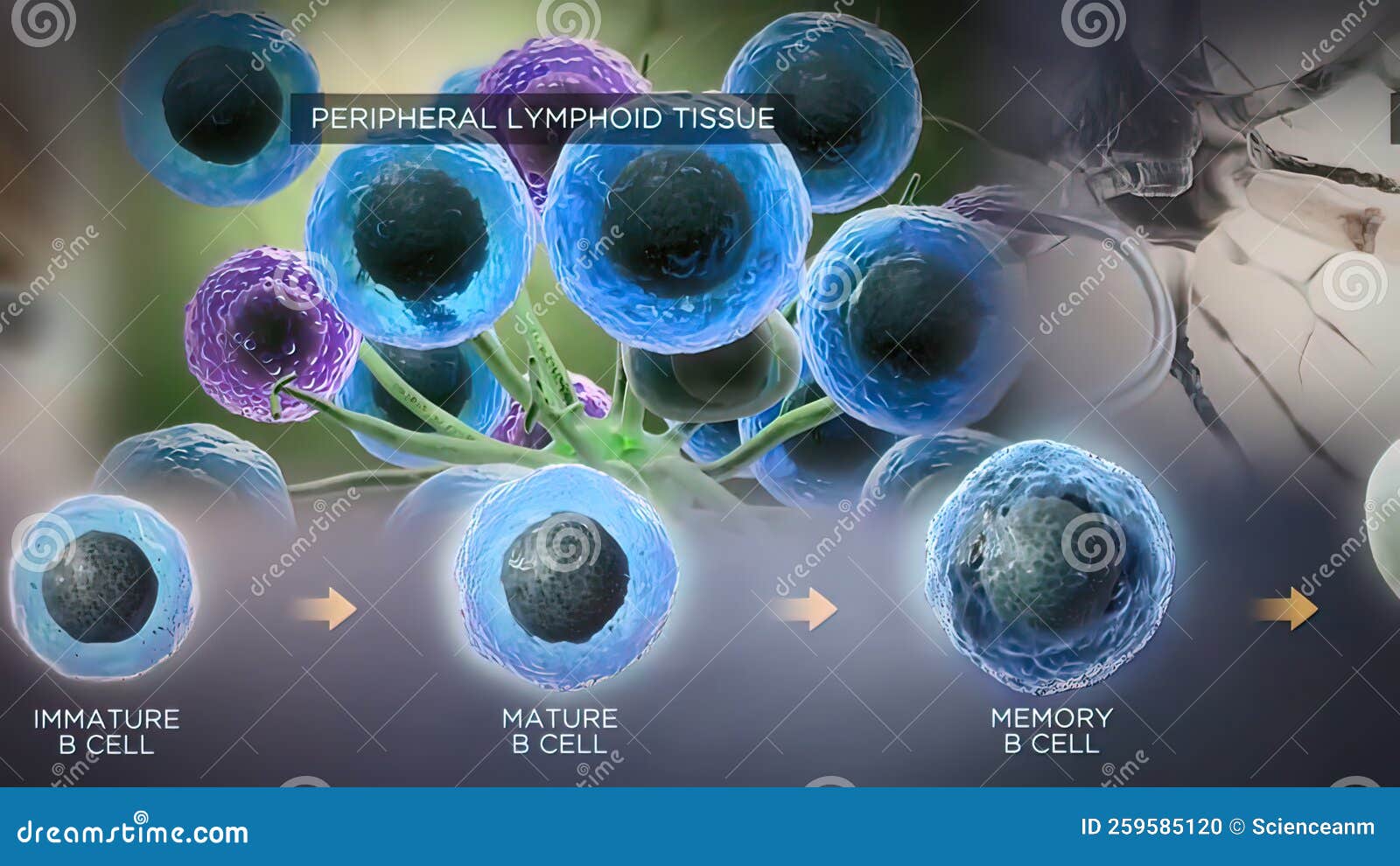 Peripheral Lymphoid Immune System Stock Illustration - Illustration of ...