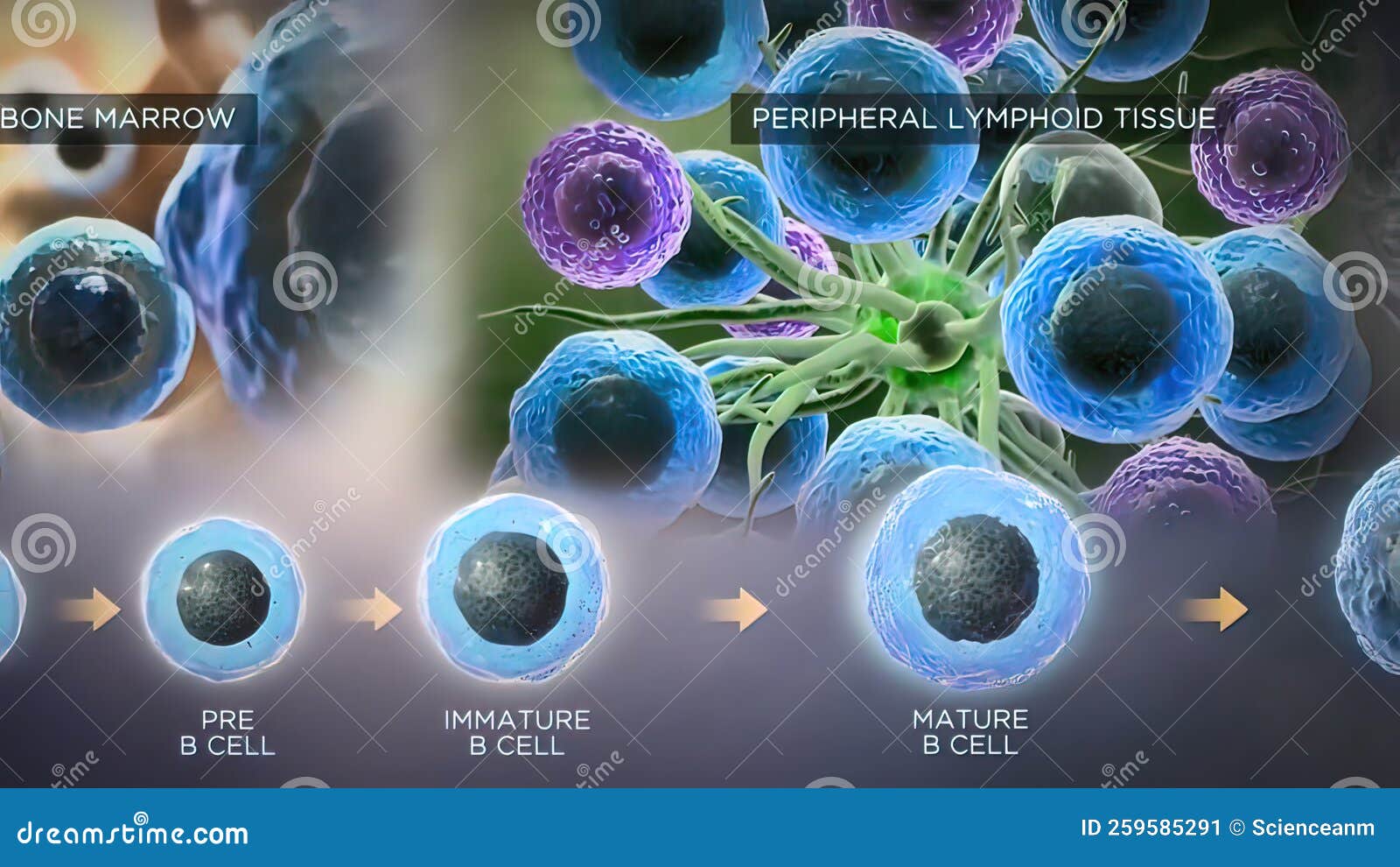 Peripheral Lymphoid Immune System Stock Illustration - Illustration of ...