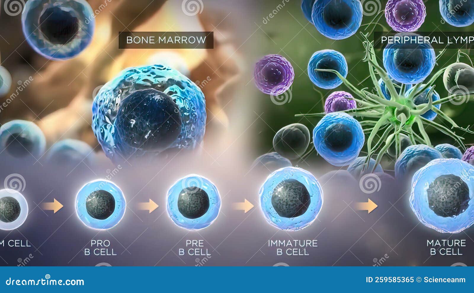 Peripheral Lymphoid Immune System Stock Illustration - Illustration of ...