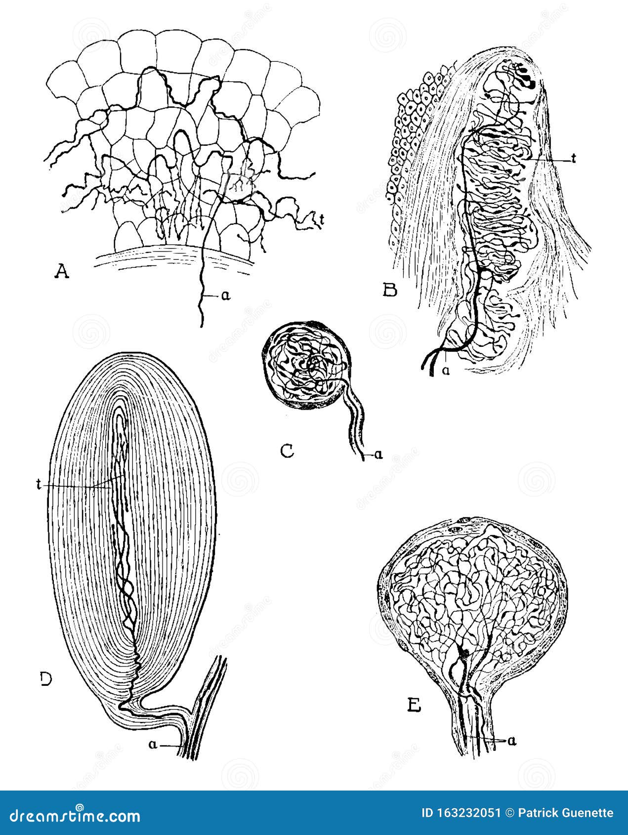 Peripheral Nerve Beginnings, Vintage Illustration Stock Vector ...