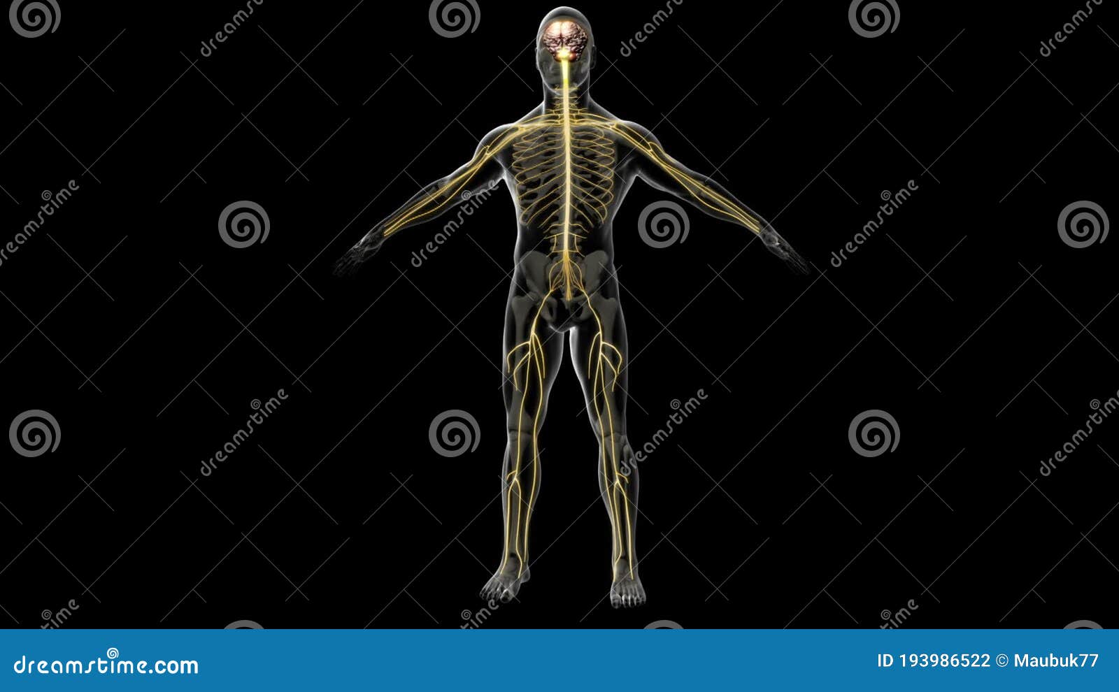 Royalty Free Images, Cartoons, Illustrations And Photos Designed By ...