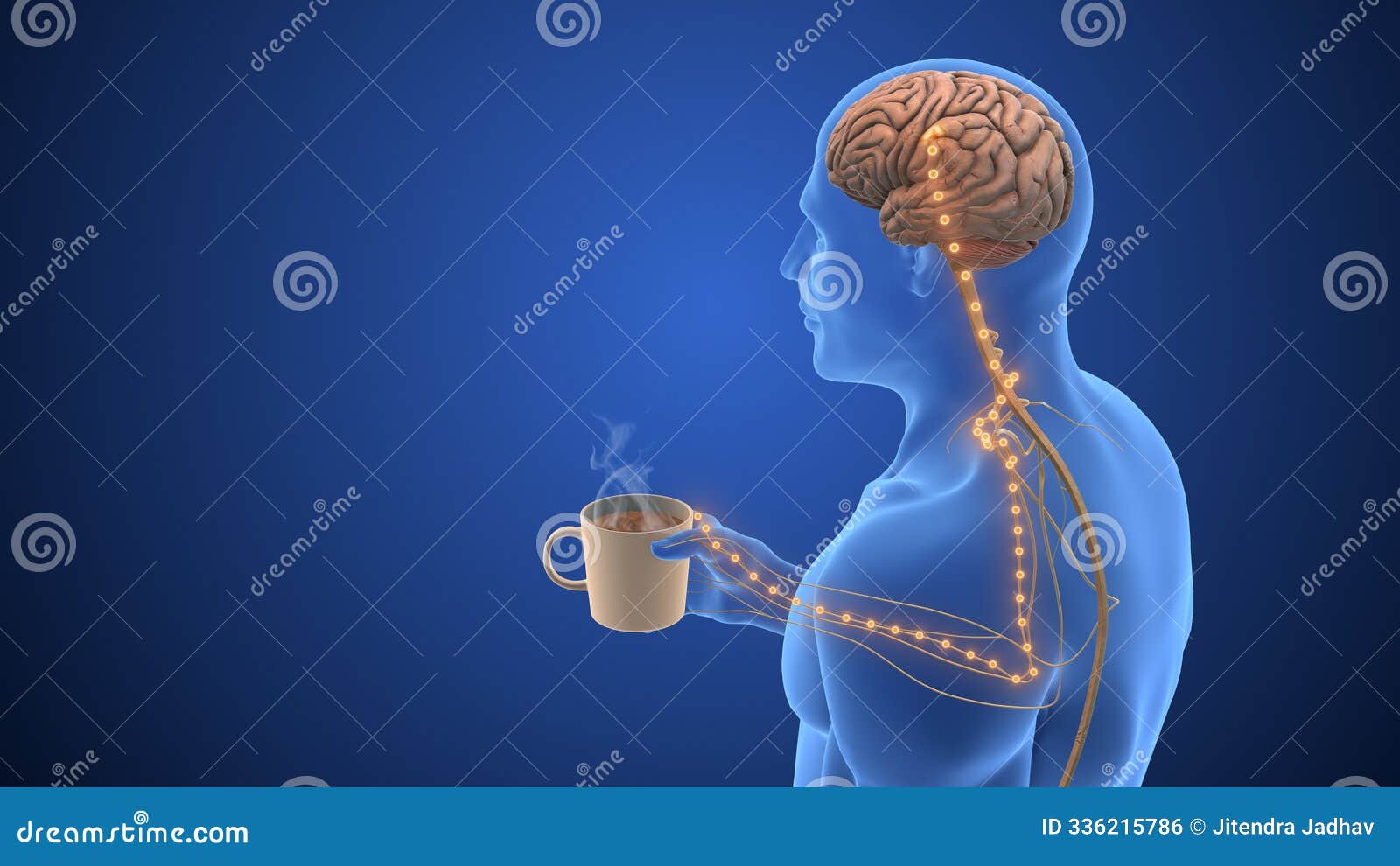 Peripheral Sensory Network for Tactile Perception Stock Illustration ...