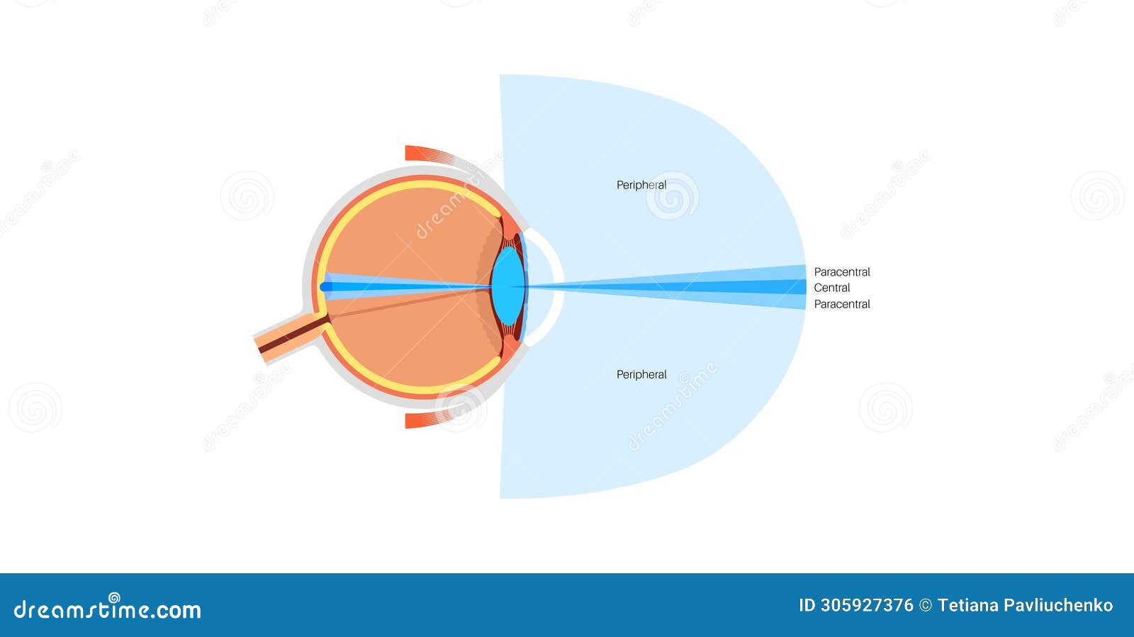 Peripheral vision poster stock vector. Illustration of ball - 305927376