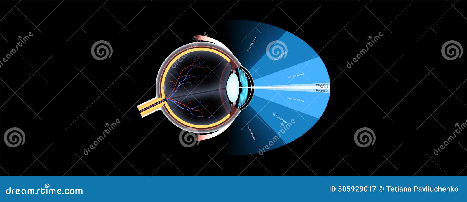 Peripheral vision poster stock illustration. Illustration of view ...