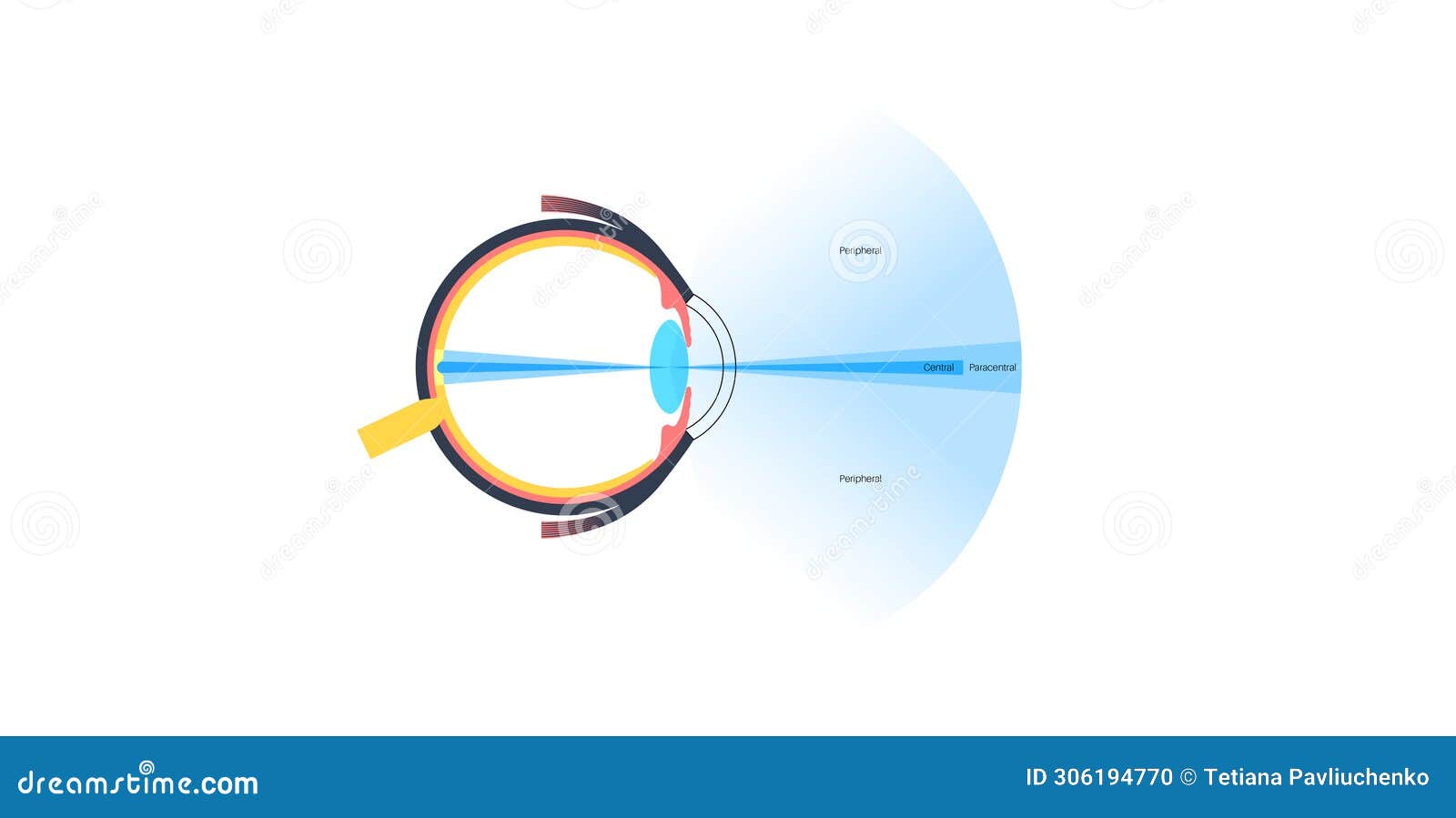Peripheral vision poster stock illustration. Illustration of diagram ...