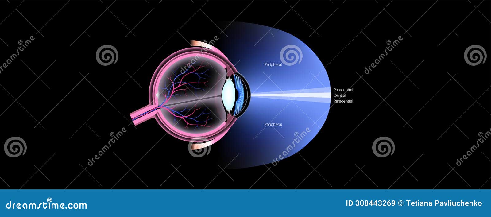 Peripheral vision poster stock vector. Illustration of paracentral ...