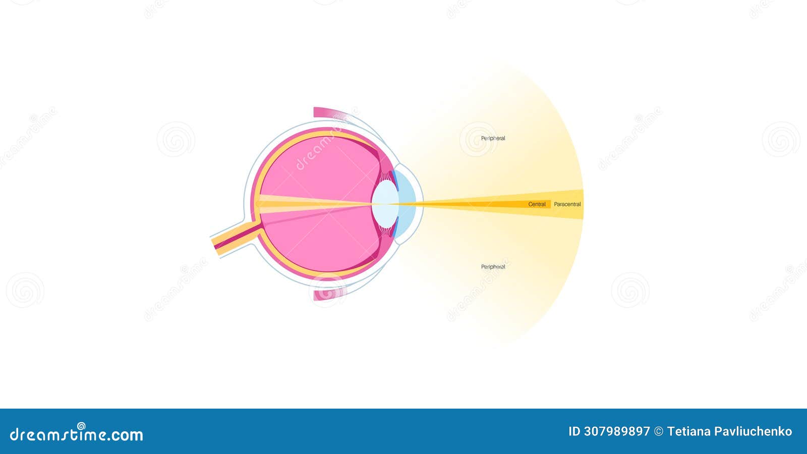Peripheral vision poster stock vector. Illustration of ocular - 307989897