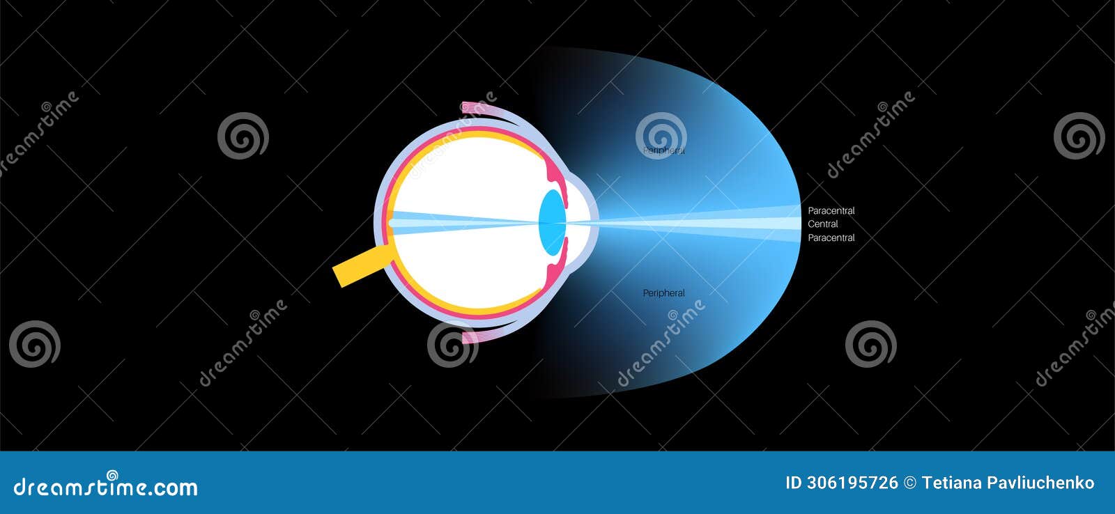 Peripheral vision poster stock illustration. Illustration of view ...