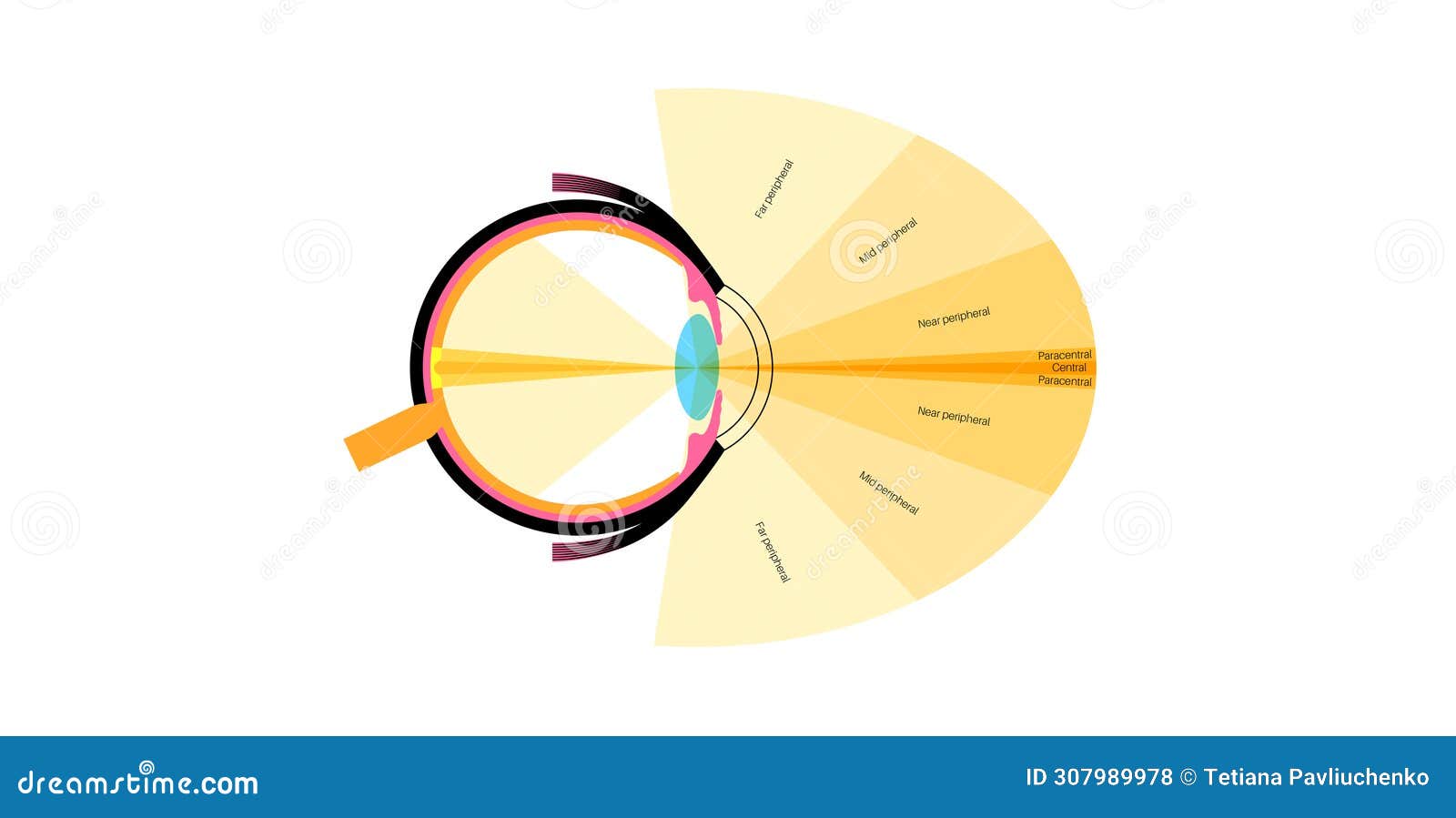 Peripheral vision poster stock vector. Illustration of anatomy - 307989978