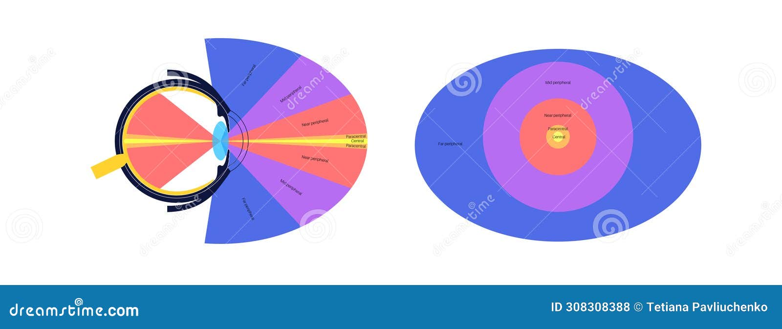 Peripheral vision poster stock vector. Illustration of view - 308308388