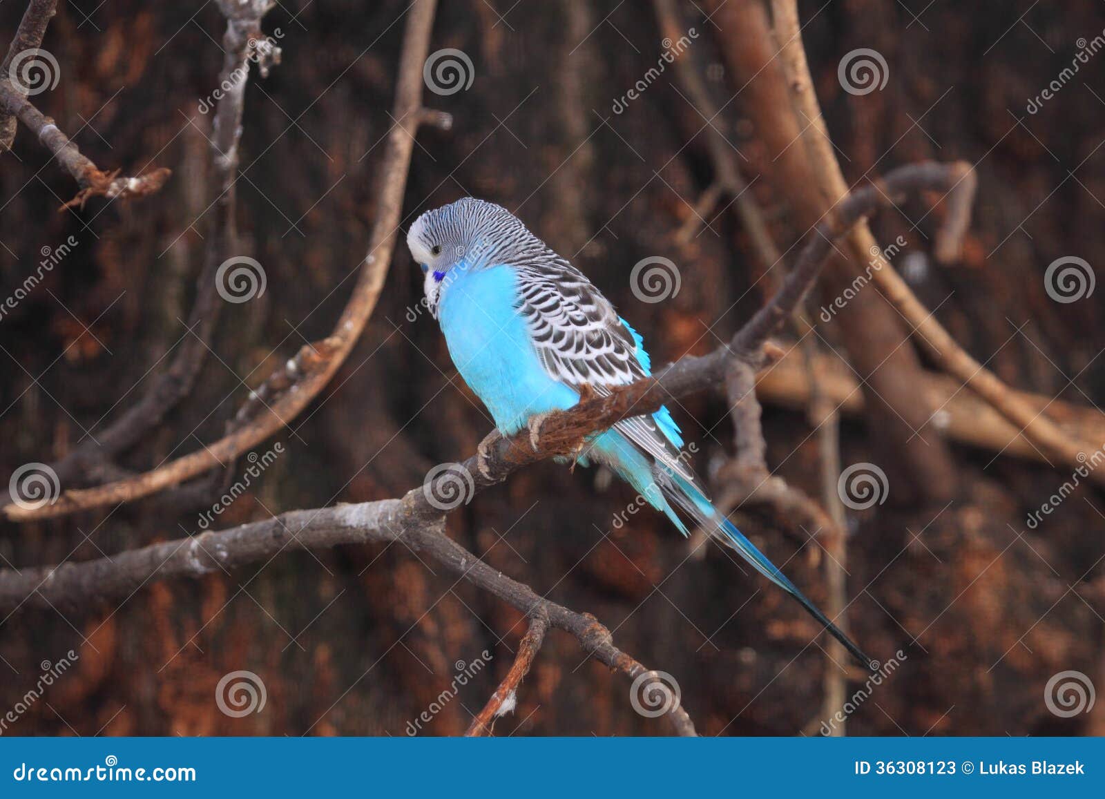 Periquito australiano azul imagem de stock. Imagem de comum - 36308123