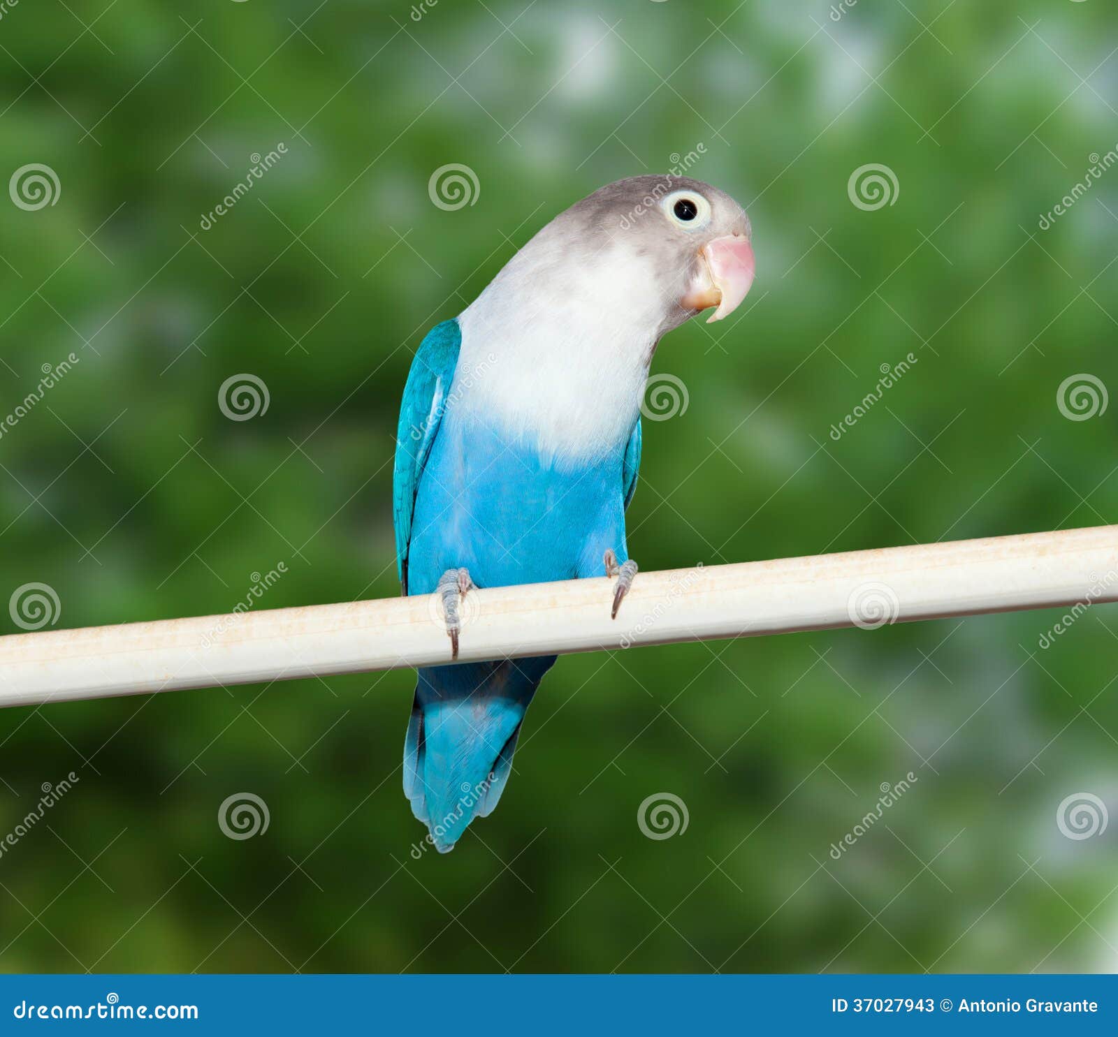 Periquito australiano azul imagem de stock. Imagem de wildlife - 37027943