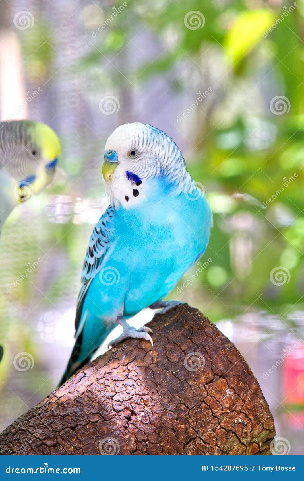 Periquito Australiano Azul, Budgie Imagen de archivo - Imagen de fauna ...