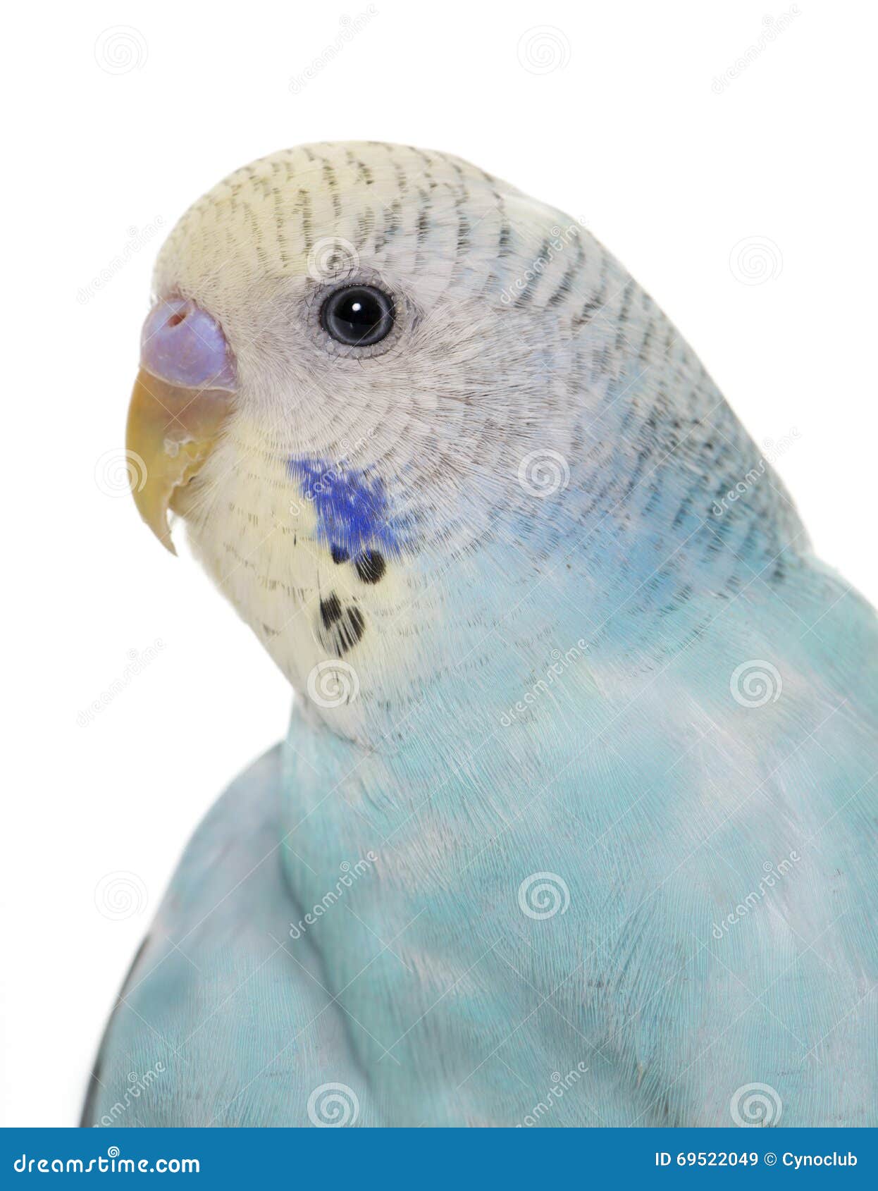 Periquito Australiano Azul Novo Imagem de Stock - Imagem de fundo ...