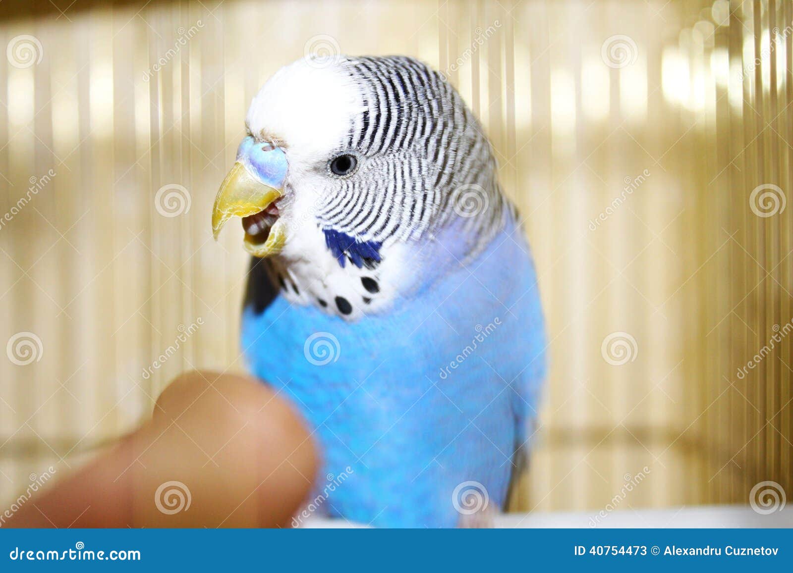 Periquito Australiano Azul Novo E Dedo Humano Imagem de Stock - Imagem ...