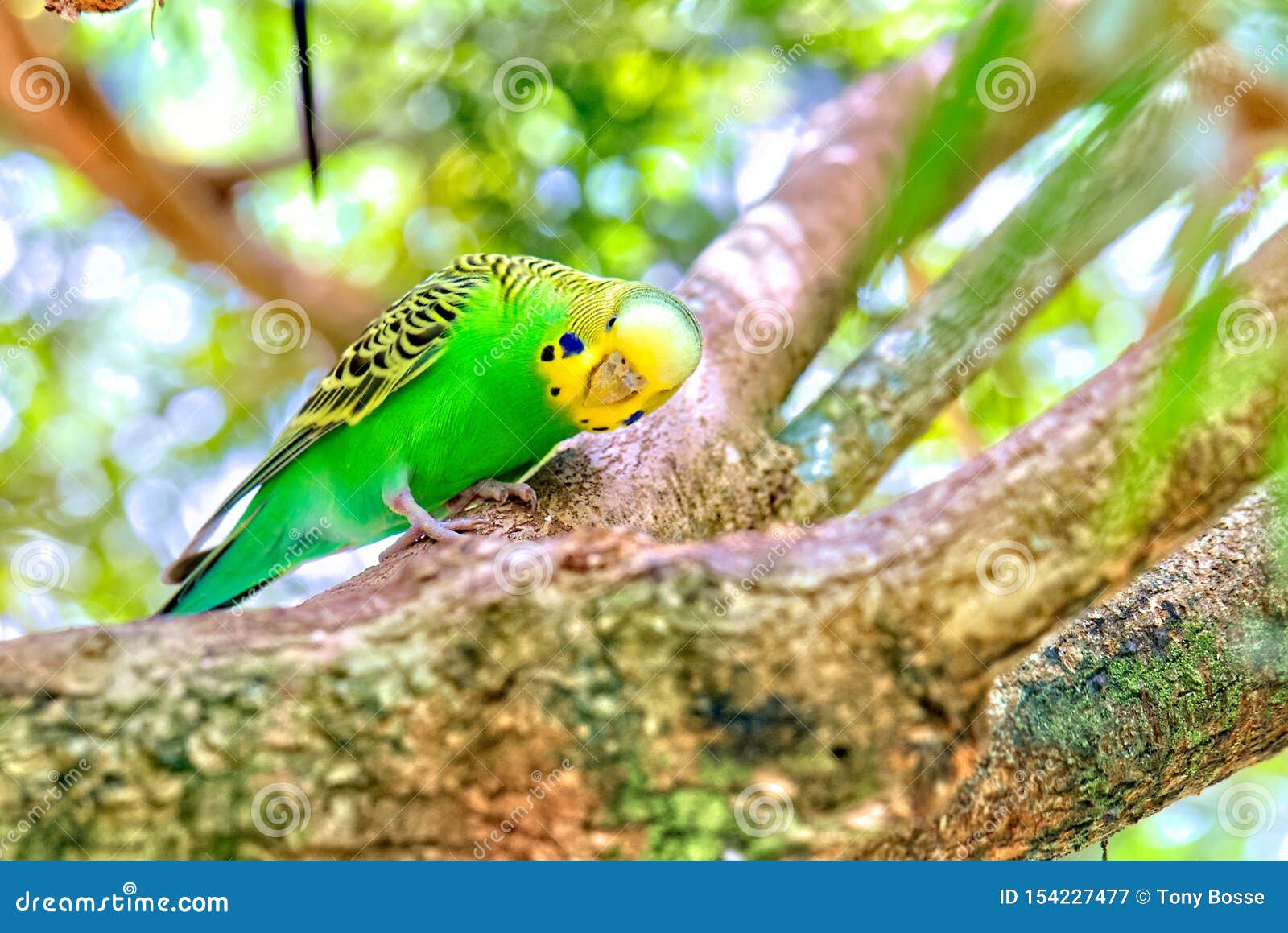 Periquito Australiano Fotos De Stock - Download 296 Fotos Libres de ...