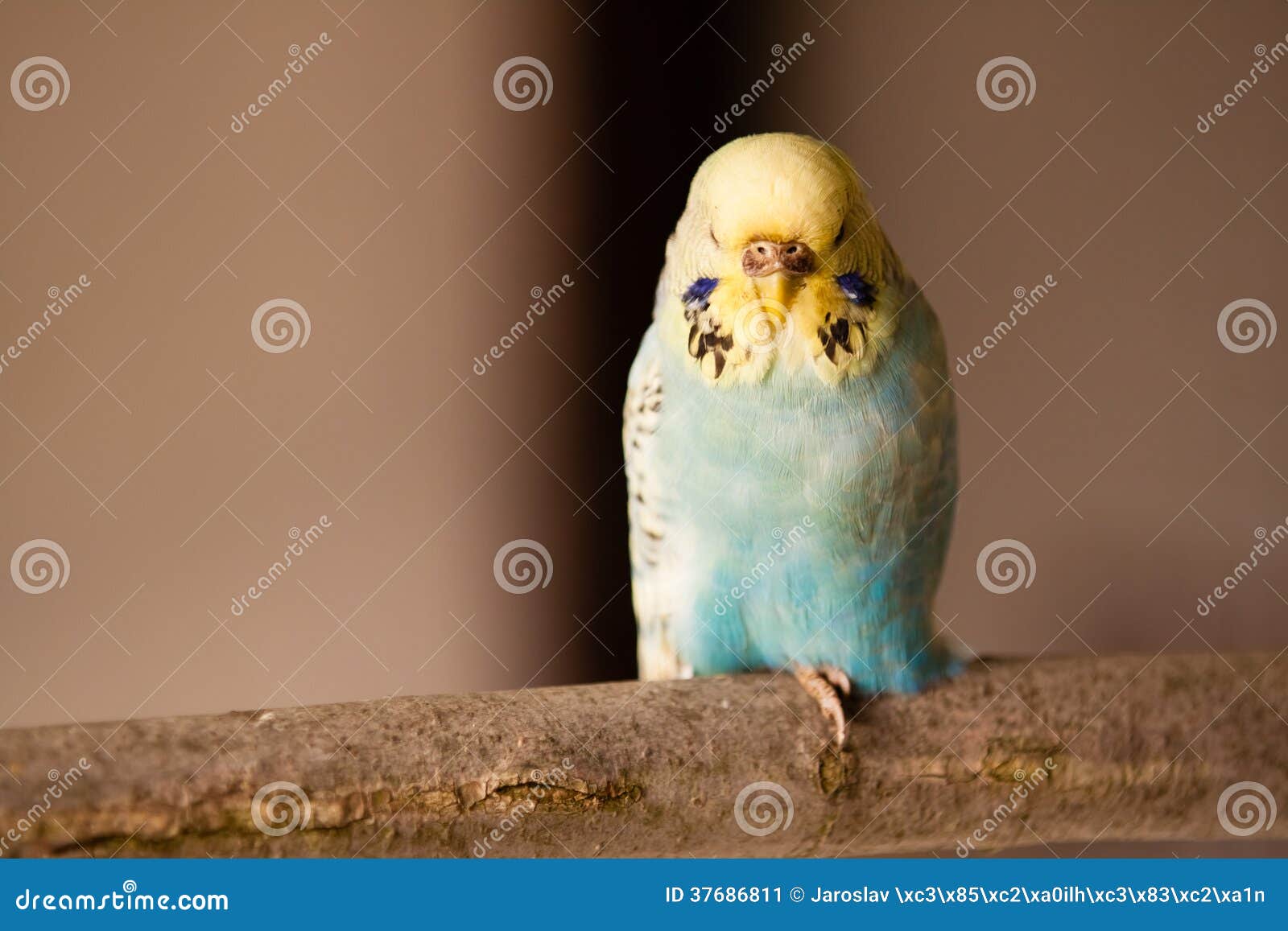 Periquito azul amarillo imagen de archivo. Imagen de agua - 37686811