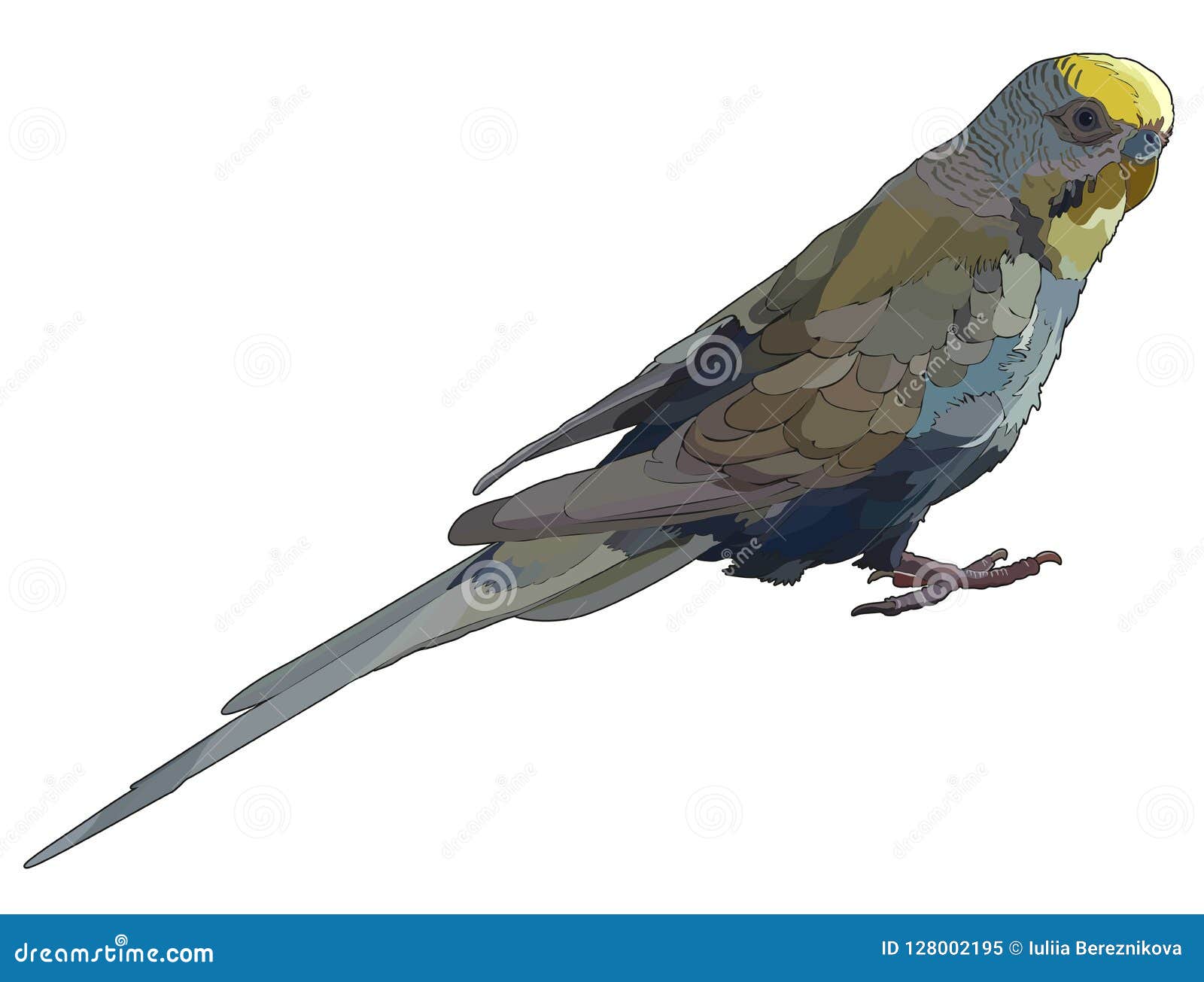 Periquito azul en vector ilustración del vector. Ilustración de fauna ...