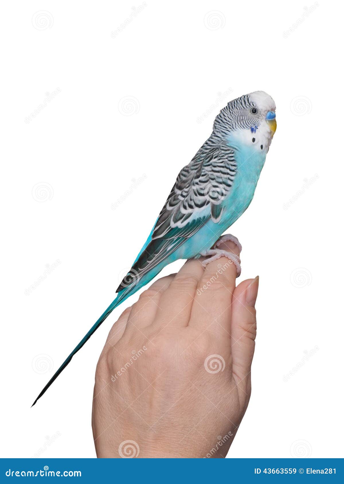 Periquito Azul Que Se Sienta a Mano Imagen de archivo - Imagen de ...