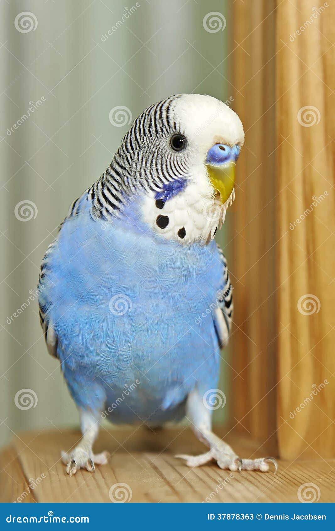 Periquito Azul (undulatus Del Melopsittacus) Imagen de archivo - Imagen ...