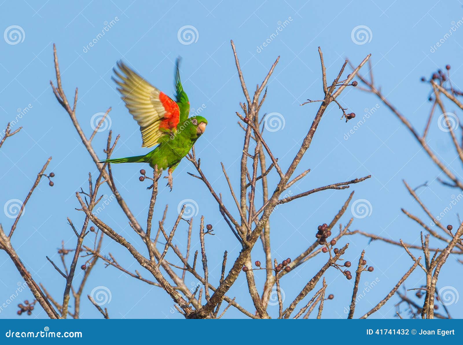 Periquito cubano en vuelo foto de archivo. Imagen de animales - 41741432
