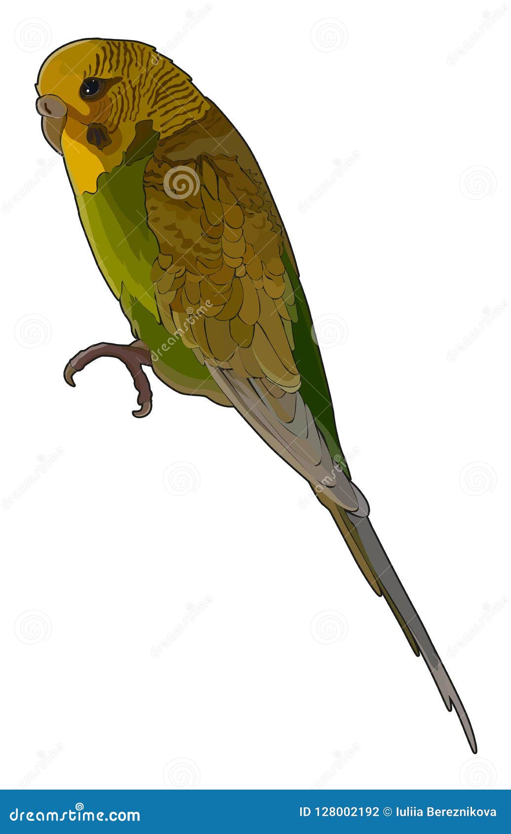 Periquito verde en vector ilustración del vector. Ilustración de ...