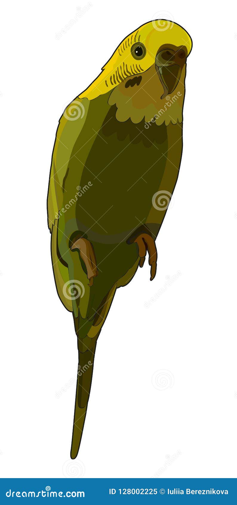 Periquito verde en vector ilustración del vector. Ilustración de ...