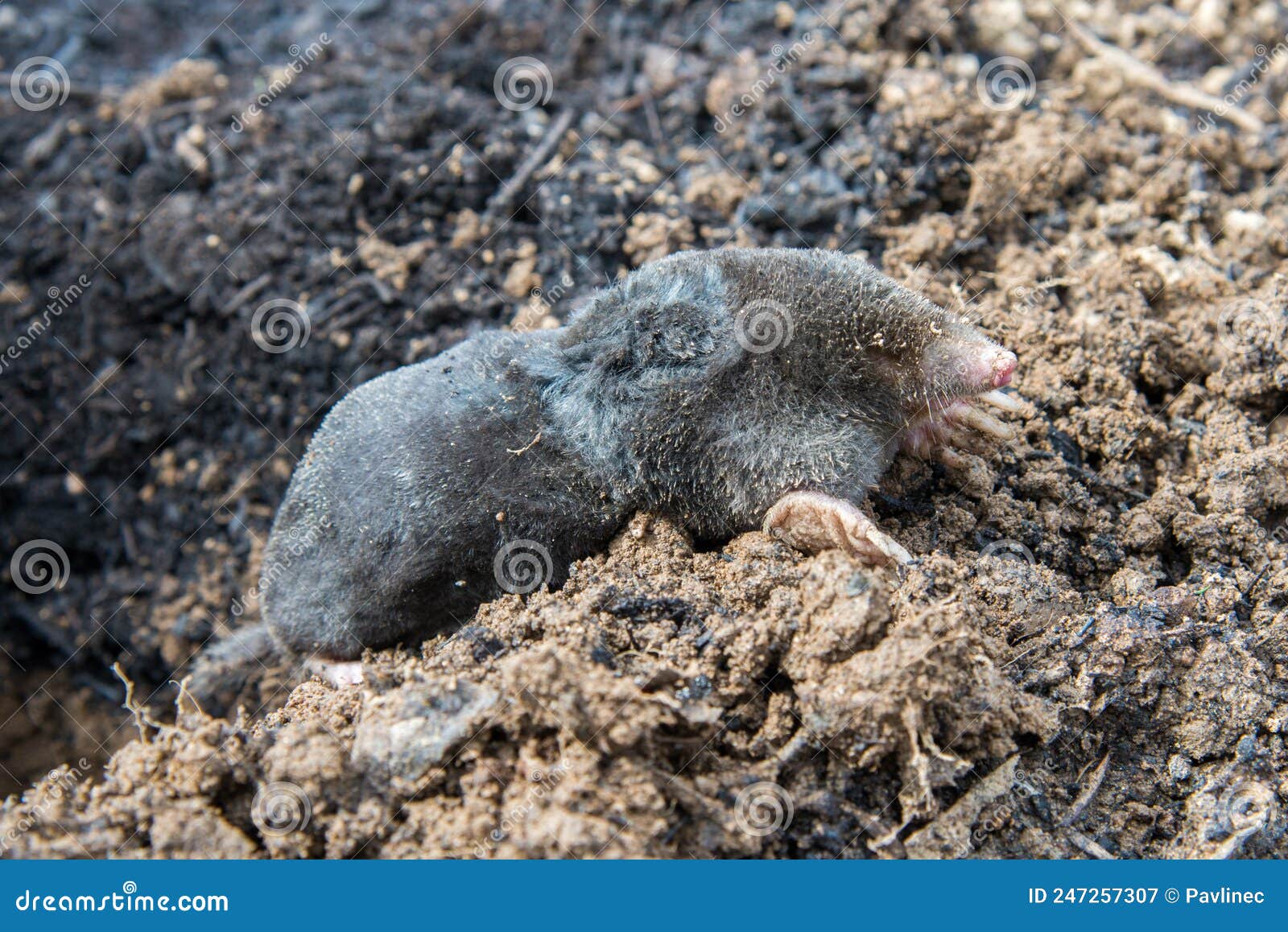 Dead Mole Lying on Th Top of the Mole Hill Stock Image - Image of dead ...