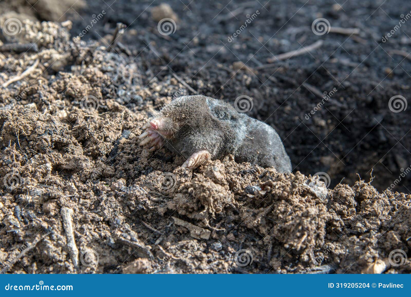 Dead Mole Lying on Th Top of the Mole Hill Stock Photo - Image of fauna ...