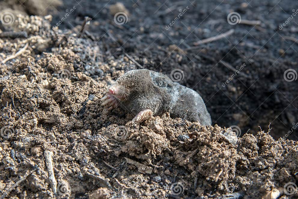 Dead Mole Lying on Th Top of the Mole Hill Stock Photo - Image of fauna ...